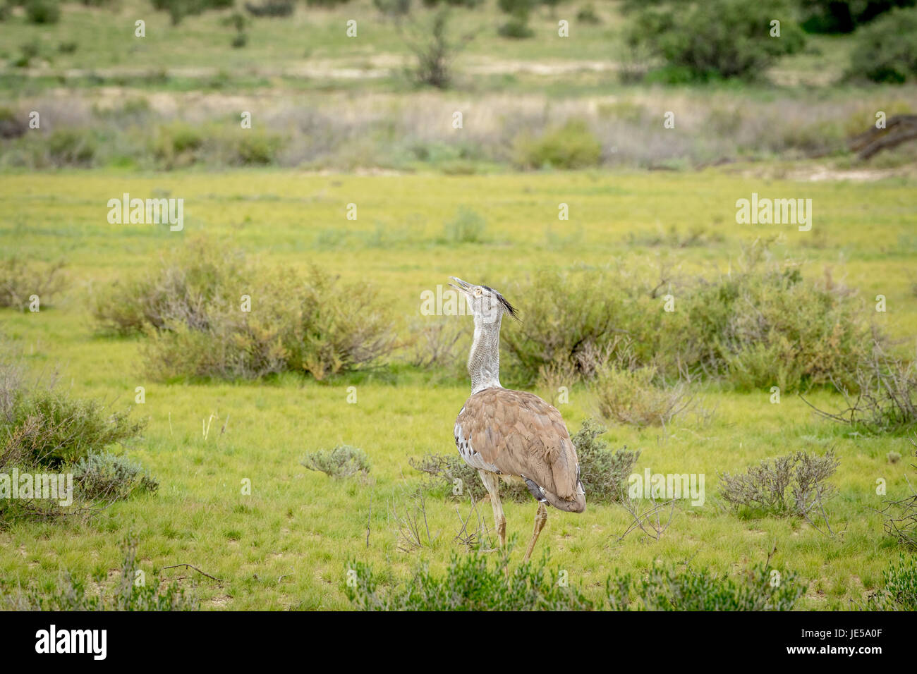 Kori bustard walking in the grass in the Kalagadi Transfrontier Park ...