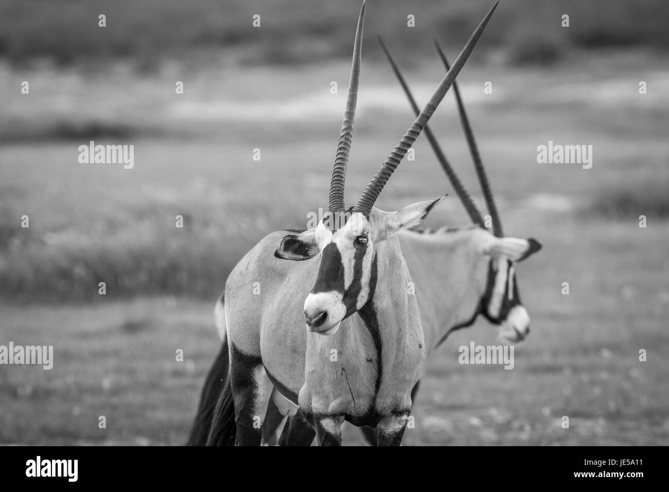 African oryx Black and White Stock Photos & Images - Alamy