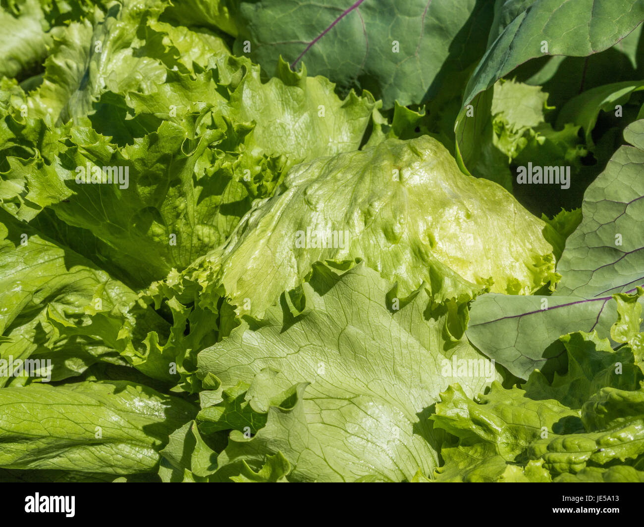 Excursion plants hi-res stock photography and images - Alamy