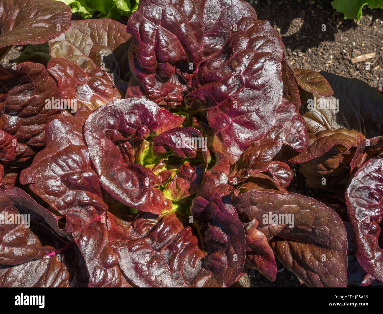 Excursion plants hi-res stock photography and images - Alamy