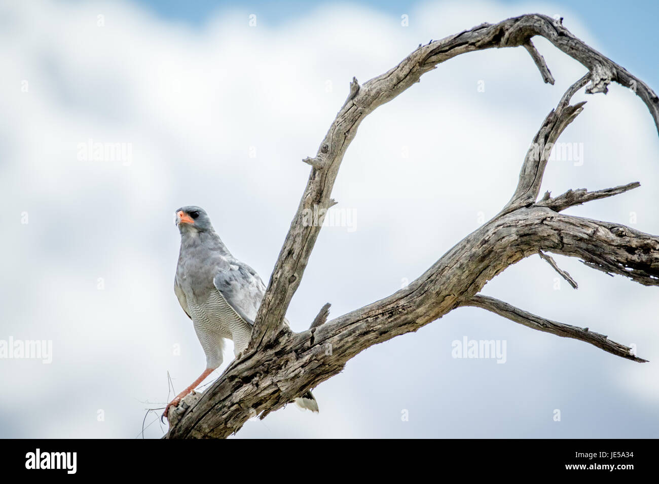 Pale chanting goshawk in a dead tree in the Kalagadi Transfrontier Park ...