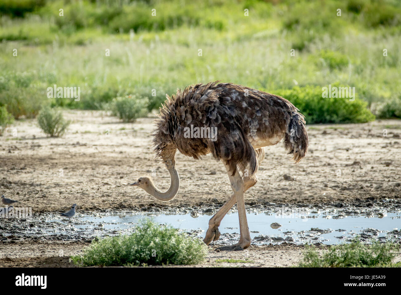 Ostrich standing next to a pool of water in the Kalagadi Transfrontier ...