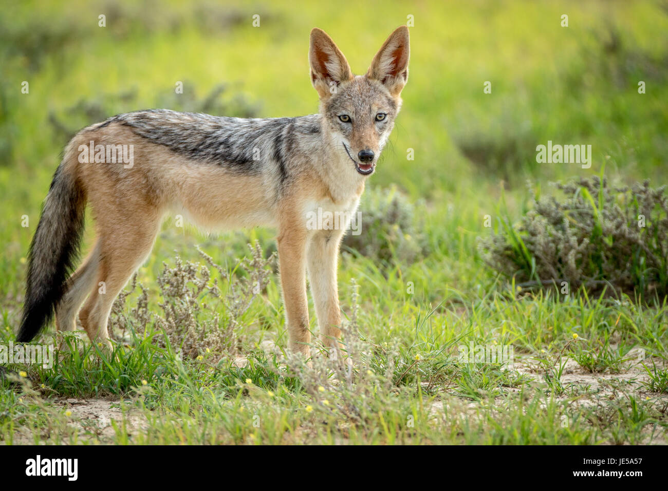 Black-backed jackal looking at the camera in the Kalagadi Transfrontier ...