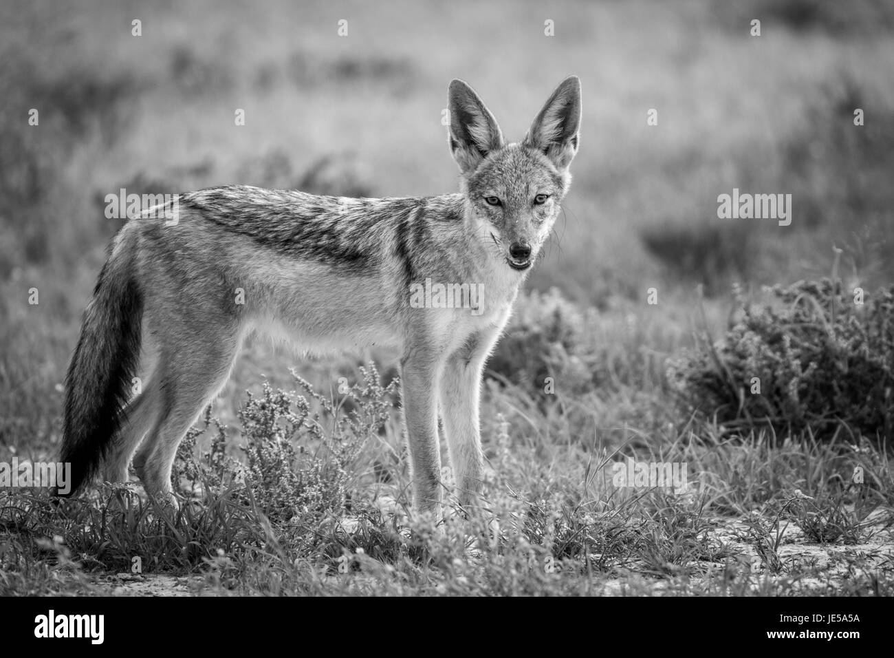 Jackal Black and White Stock Photos & Images - Alamy