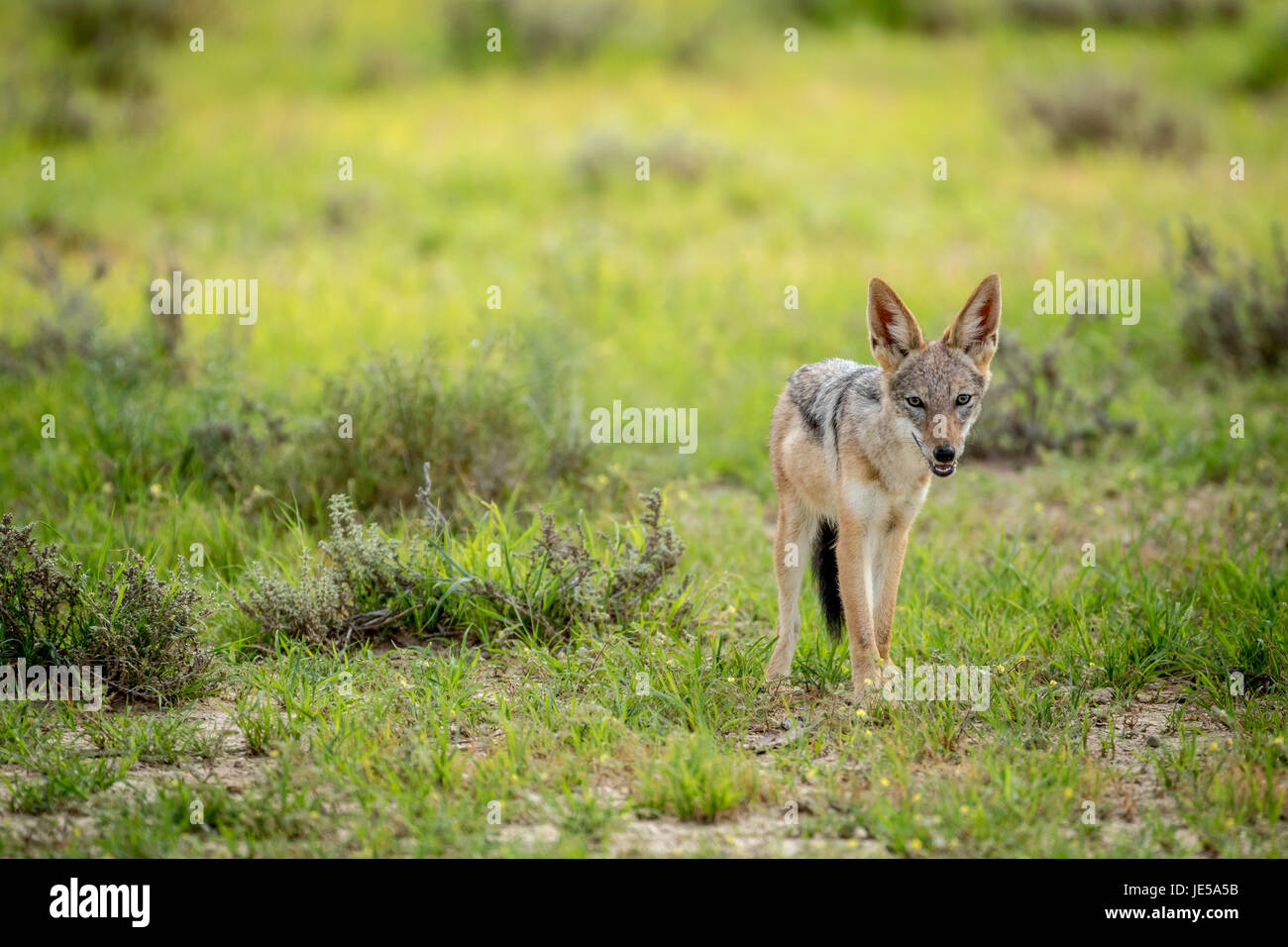 Black-backed jackal looking at the camera in the Kalagadi Transfrontier ...