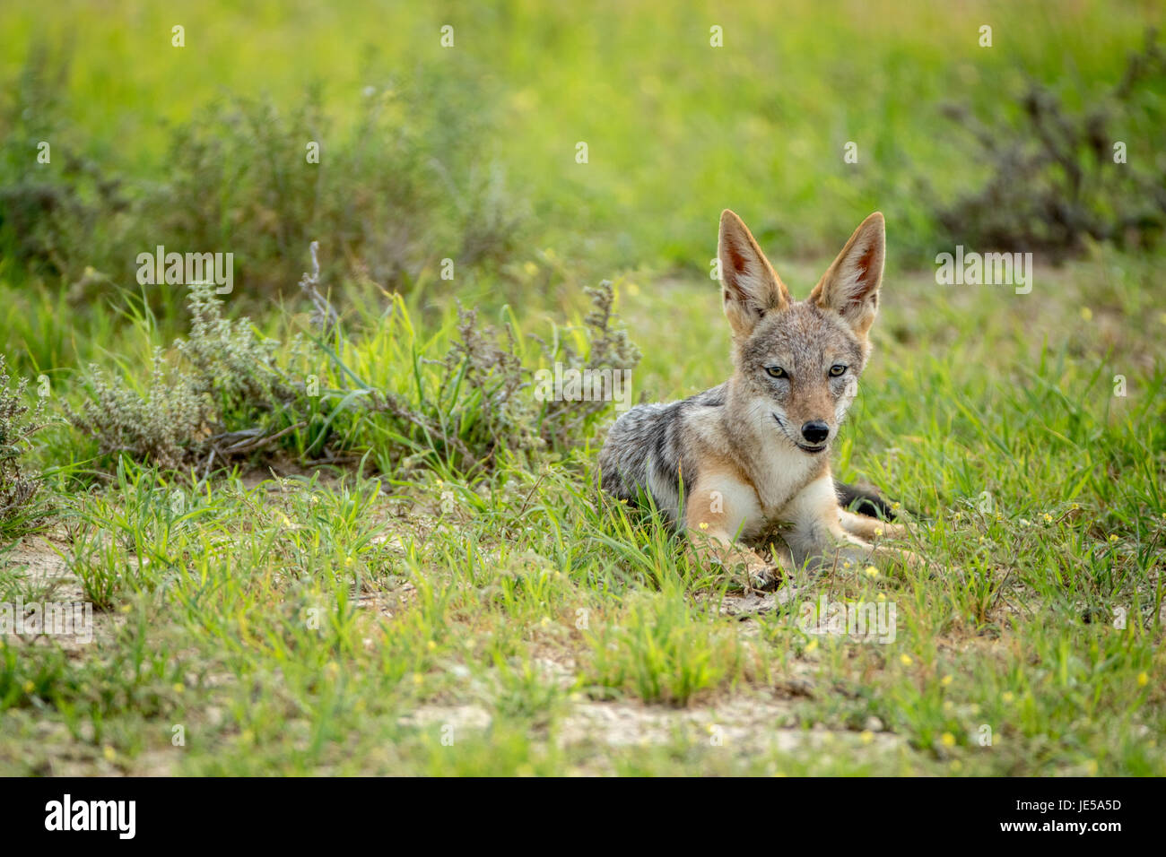 Black-backed jackal looking at the camera in the Kalagadi Transfrontier ...
