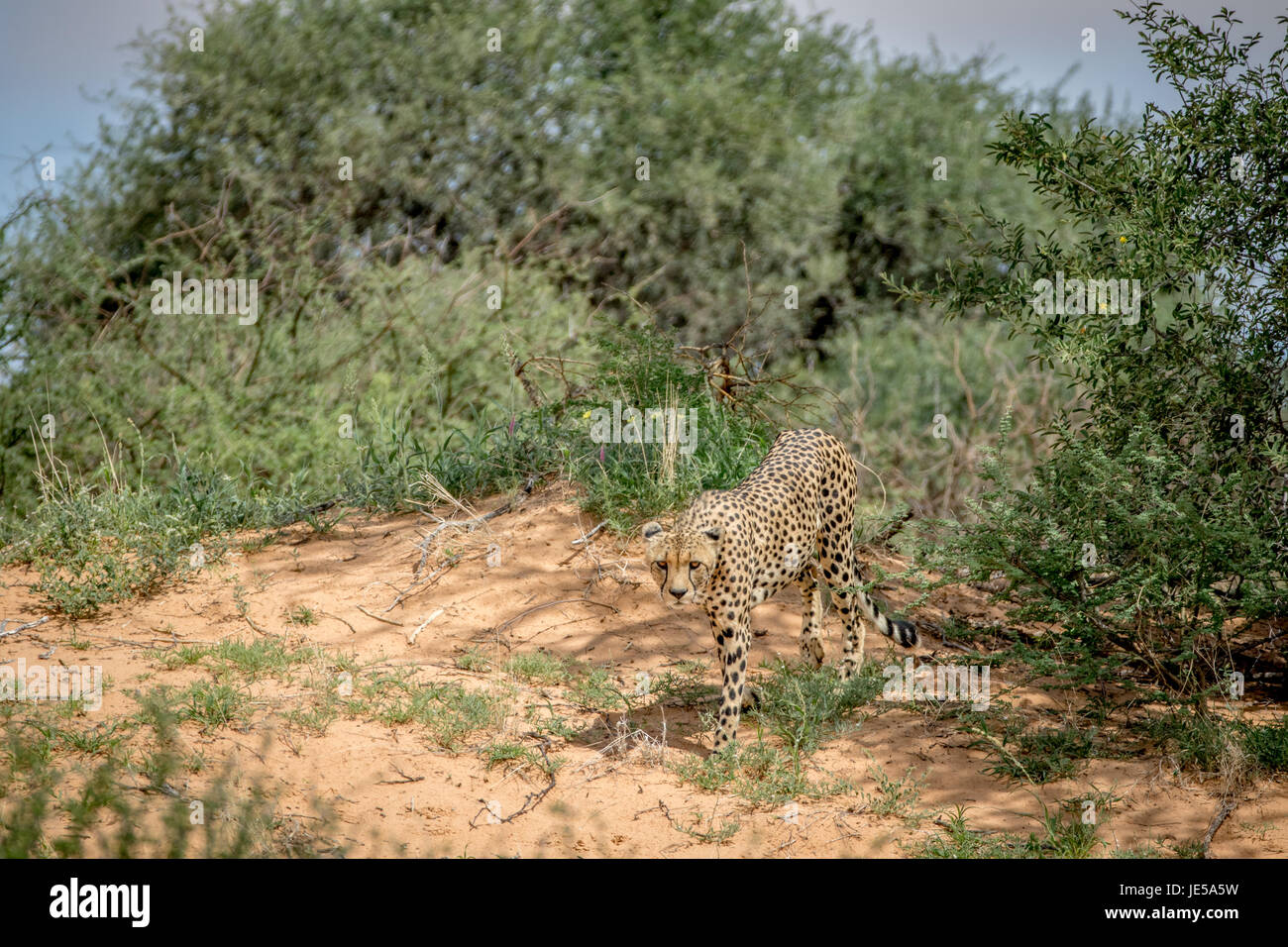 Cheetah walking down a dune in the Kalagadi Transfrontier Park, South ...