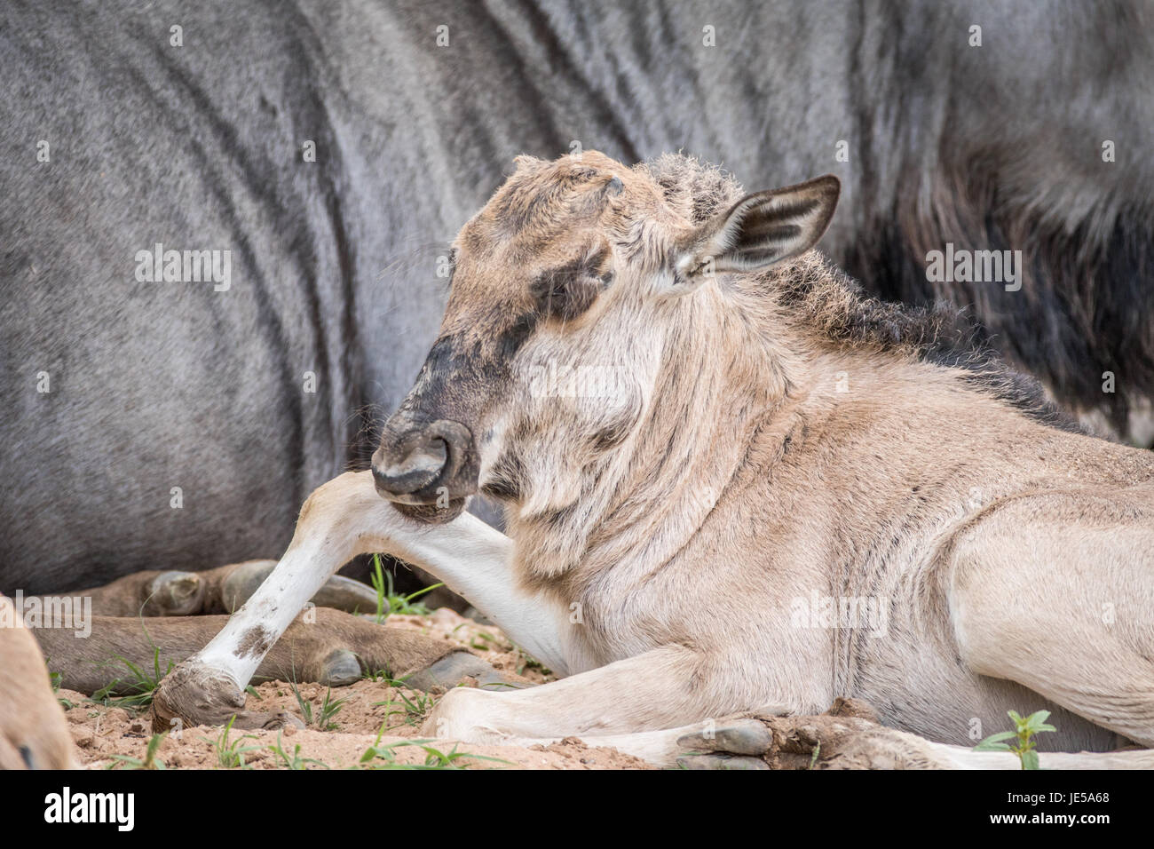 Blue wildebeest calf laying down in the Kalagadi Transfrontier Park ...