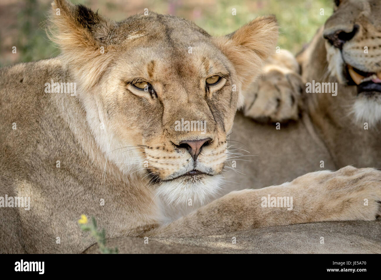 Lion starring at the camera in the Kalagadi Transfrontier Park, South ...