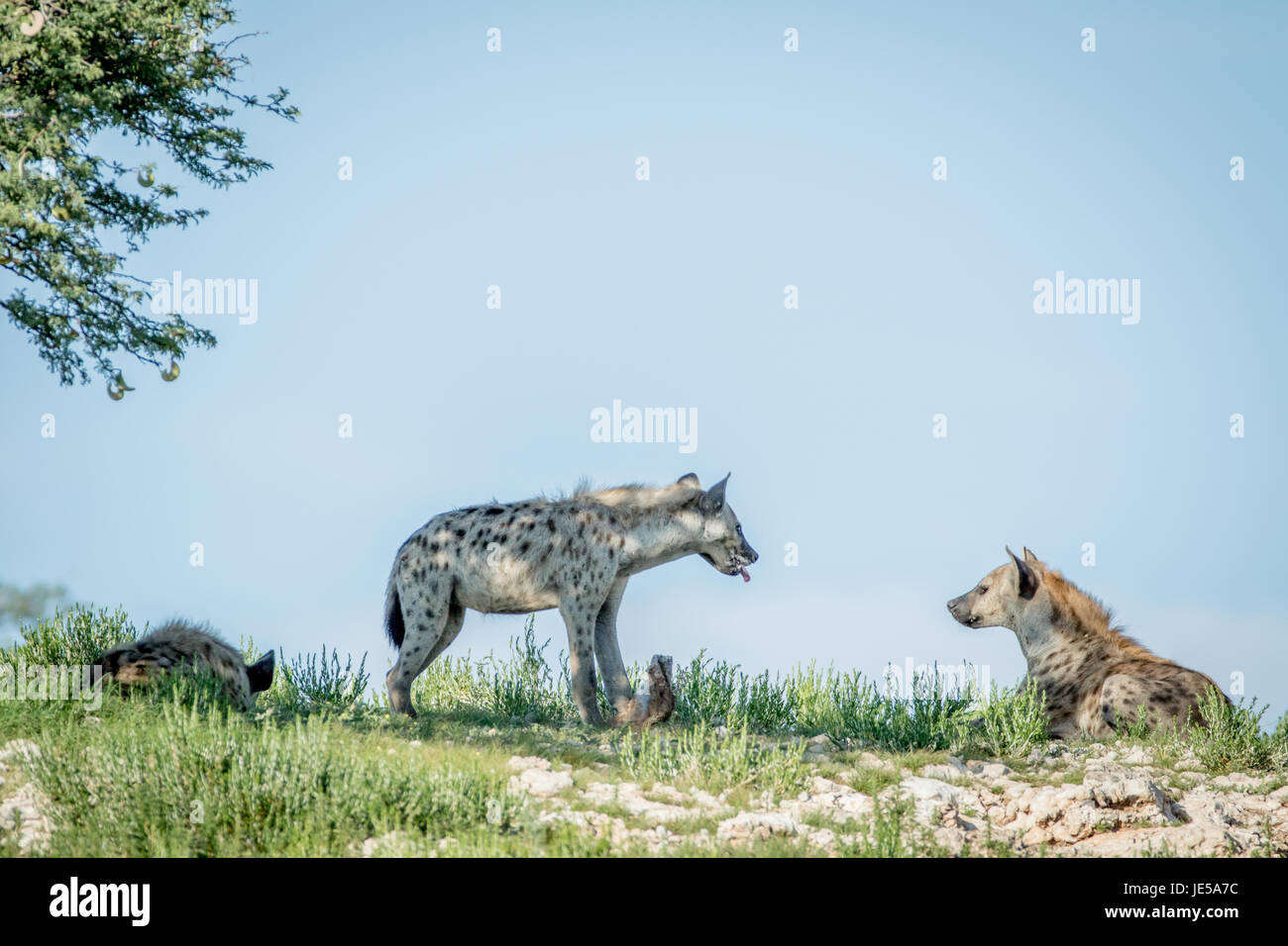 Three Spotted hyenas on a ridge in the Kalagadi Transfrontier Park ...