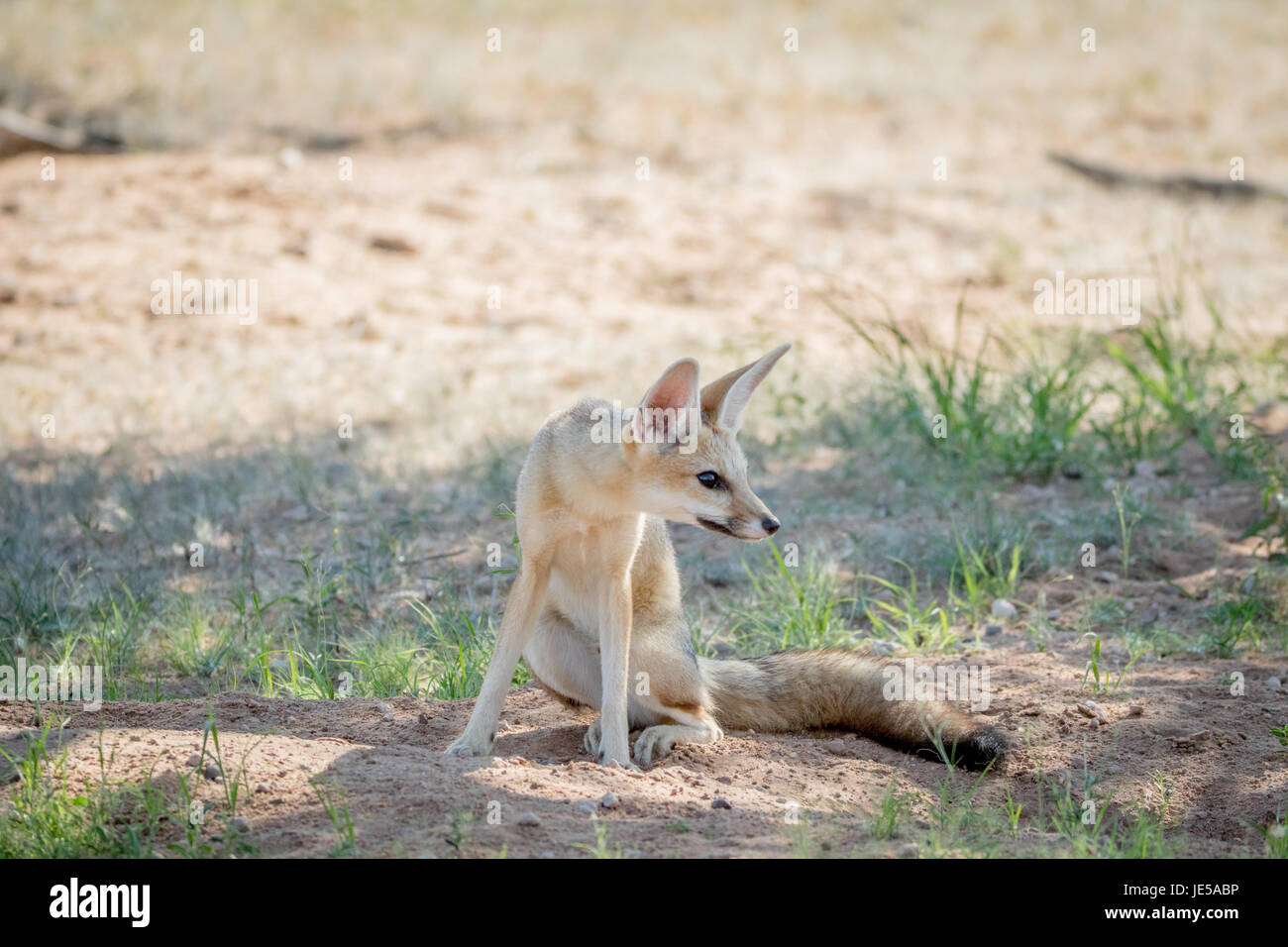 Cape fox sitting down in the sand in the Kalagadi Transfrontier Park ...