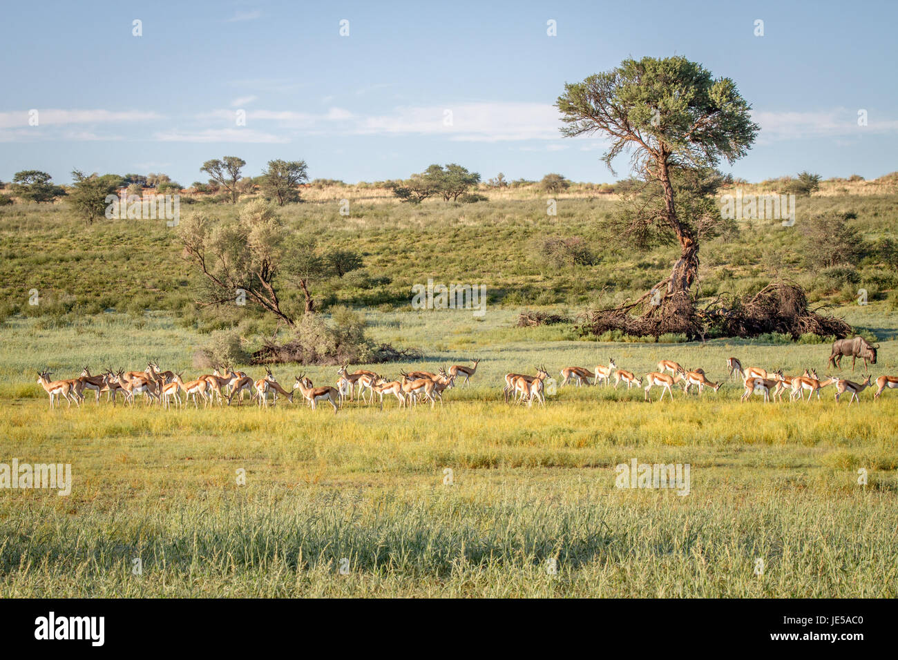 Herd of Springboks standing in the grass in the Kalagadi Transfrontier ...