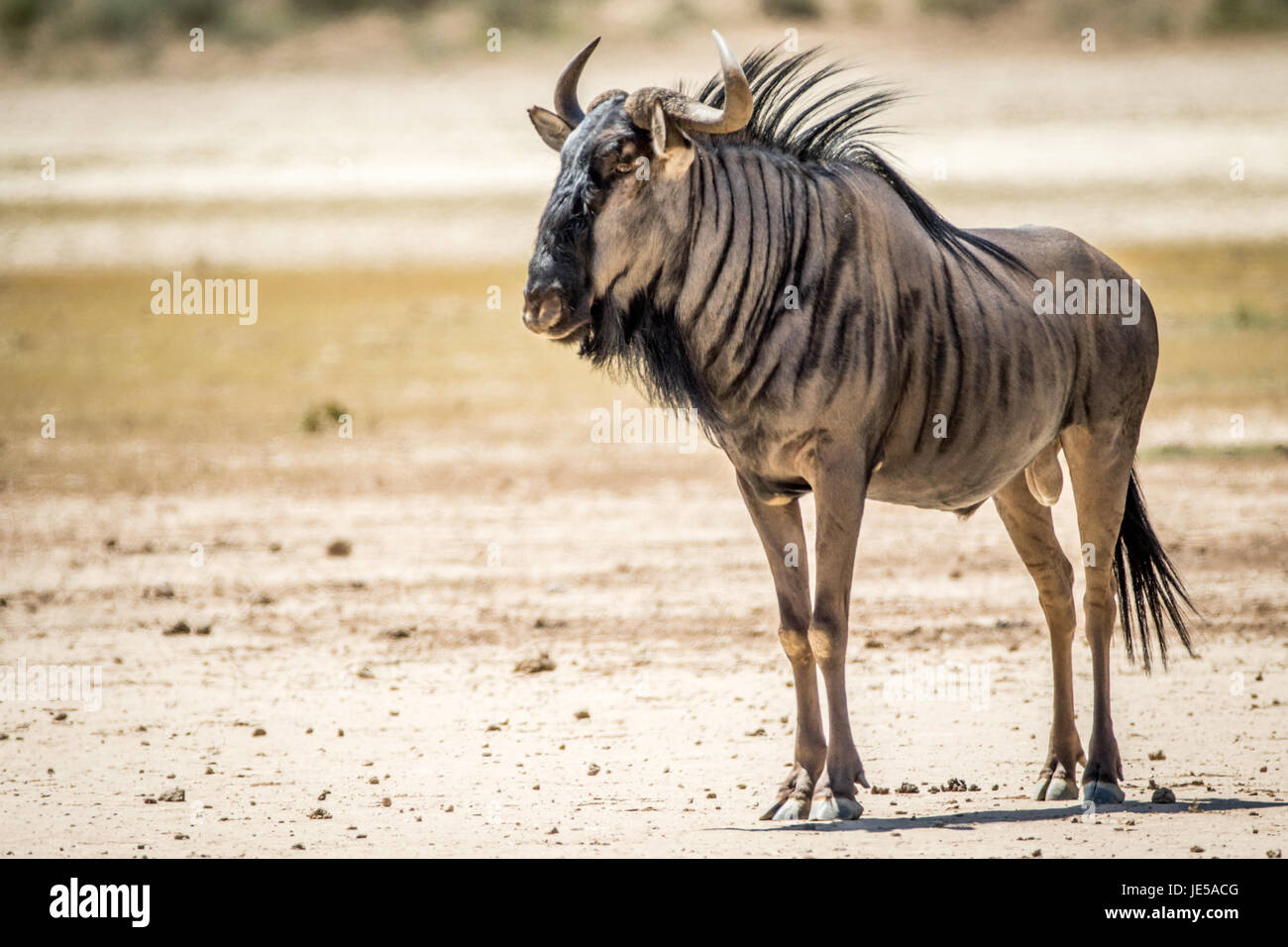 Blue wildebeest standing in the sand in the Kalagadi Transfrontier Park ...