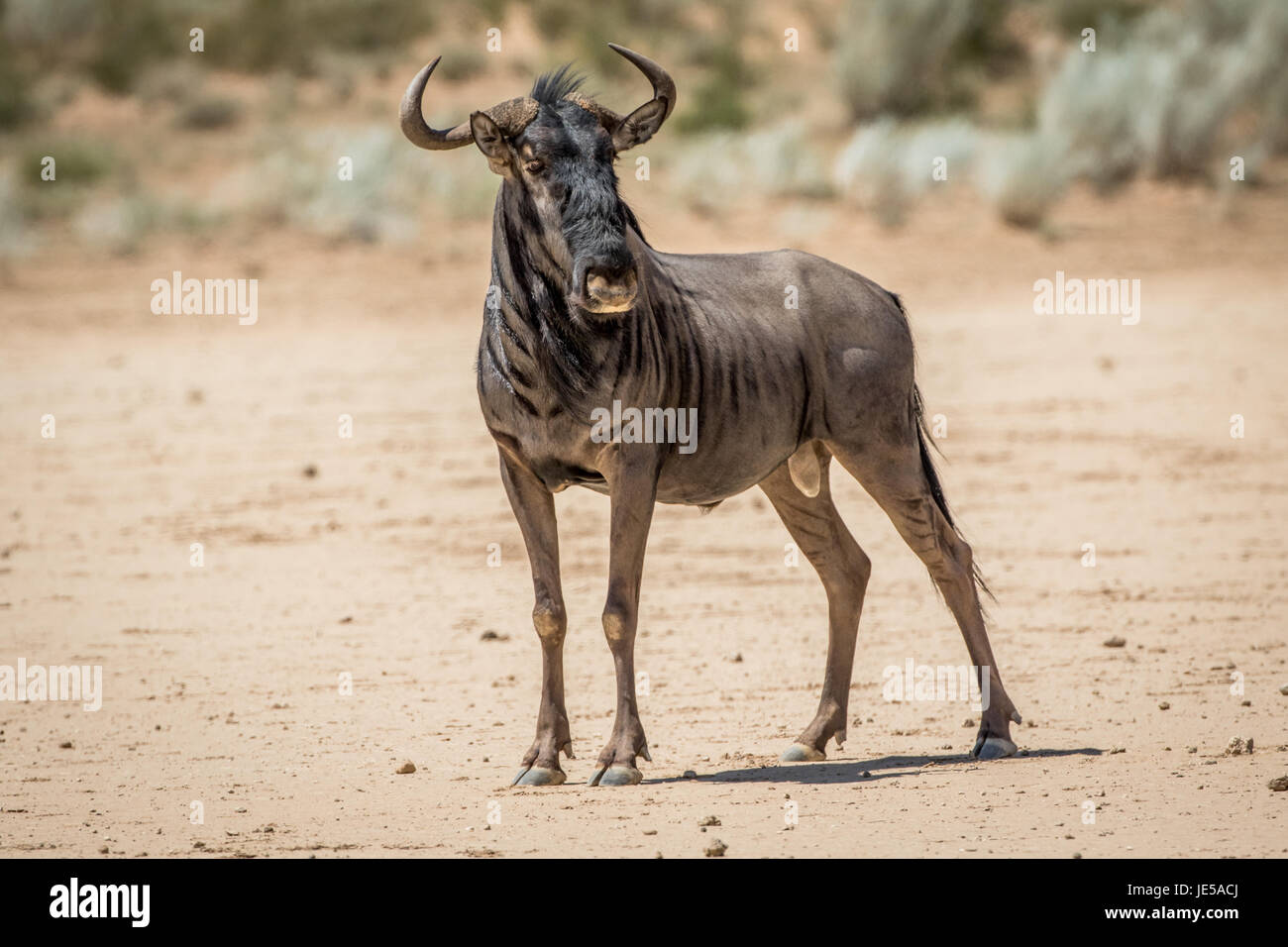 Blue wildebeest standing in the sand in the Kalagadi Transfrontier Park ...