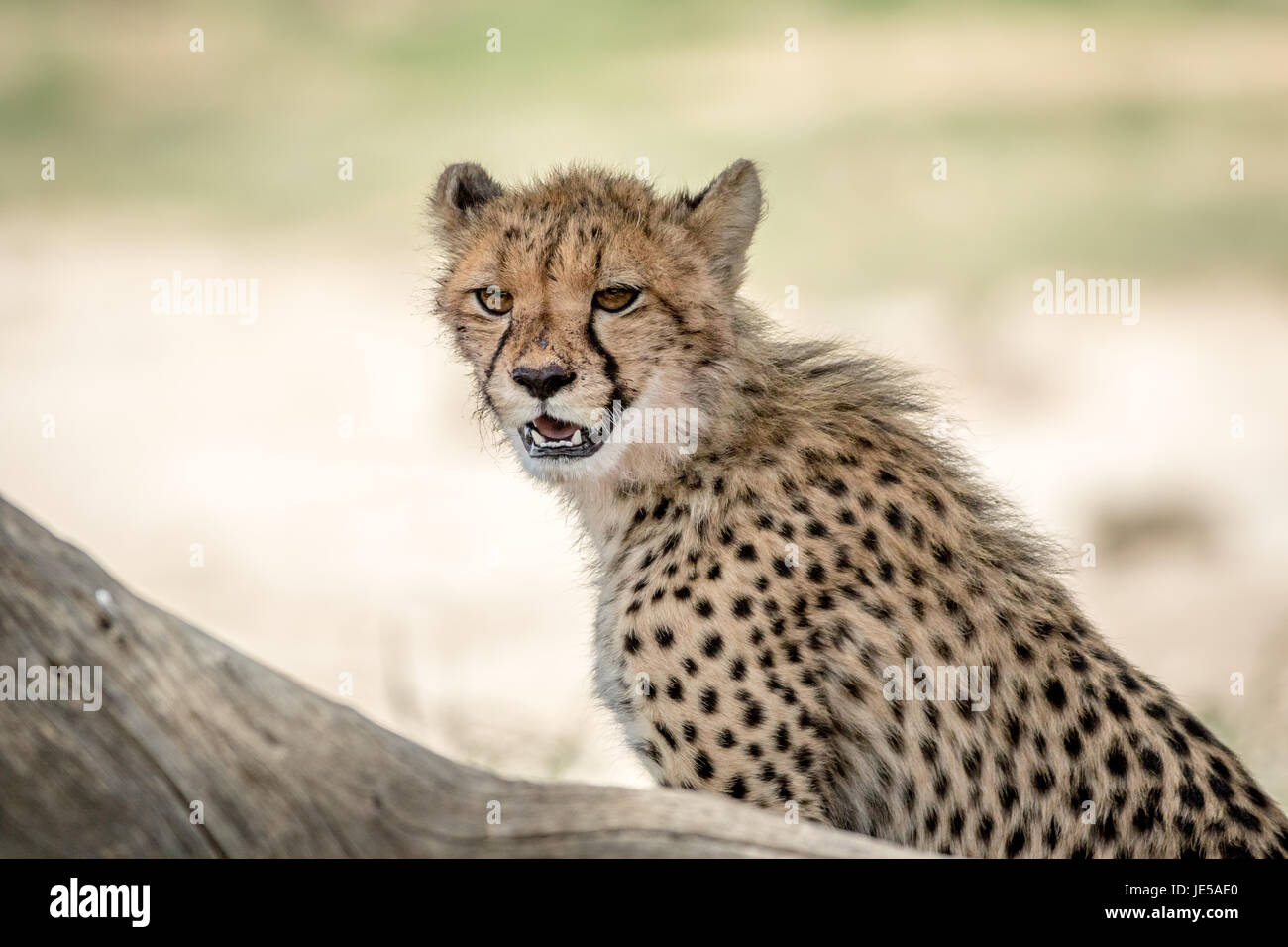 Young Cheetah looking around in the Kalagadi Transfrontier Park, South ...