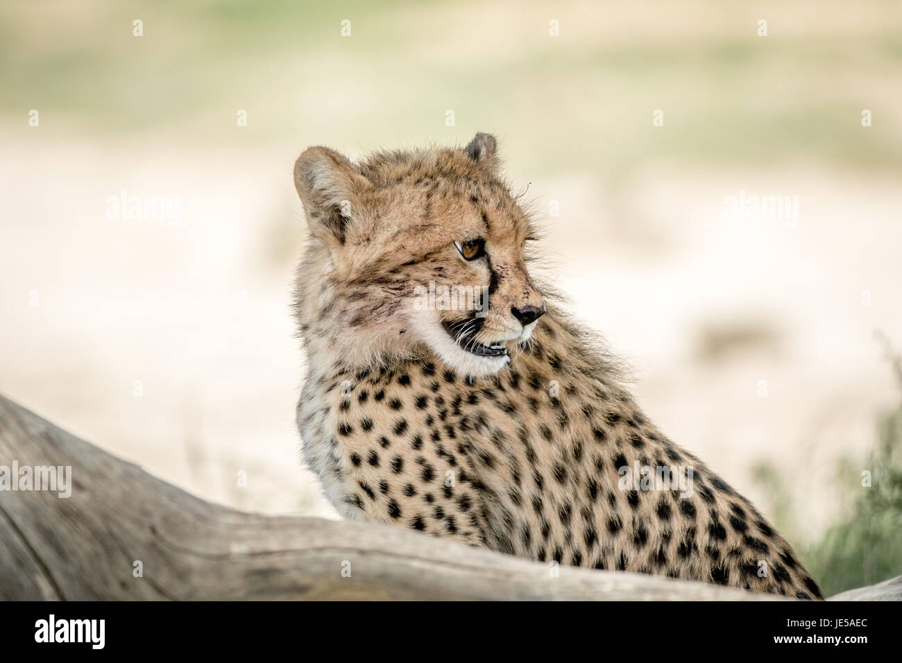 Cheetah looking back in hi-res stock photography and images - Alamy