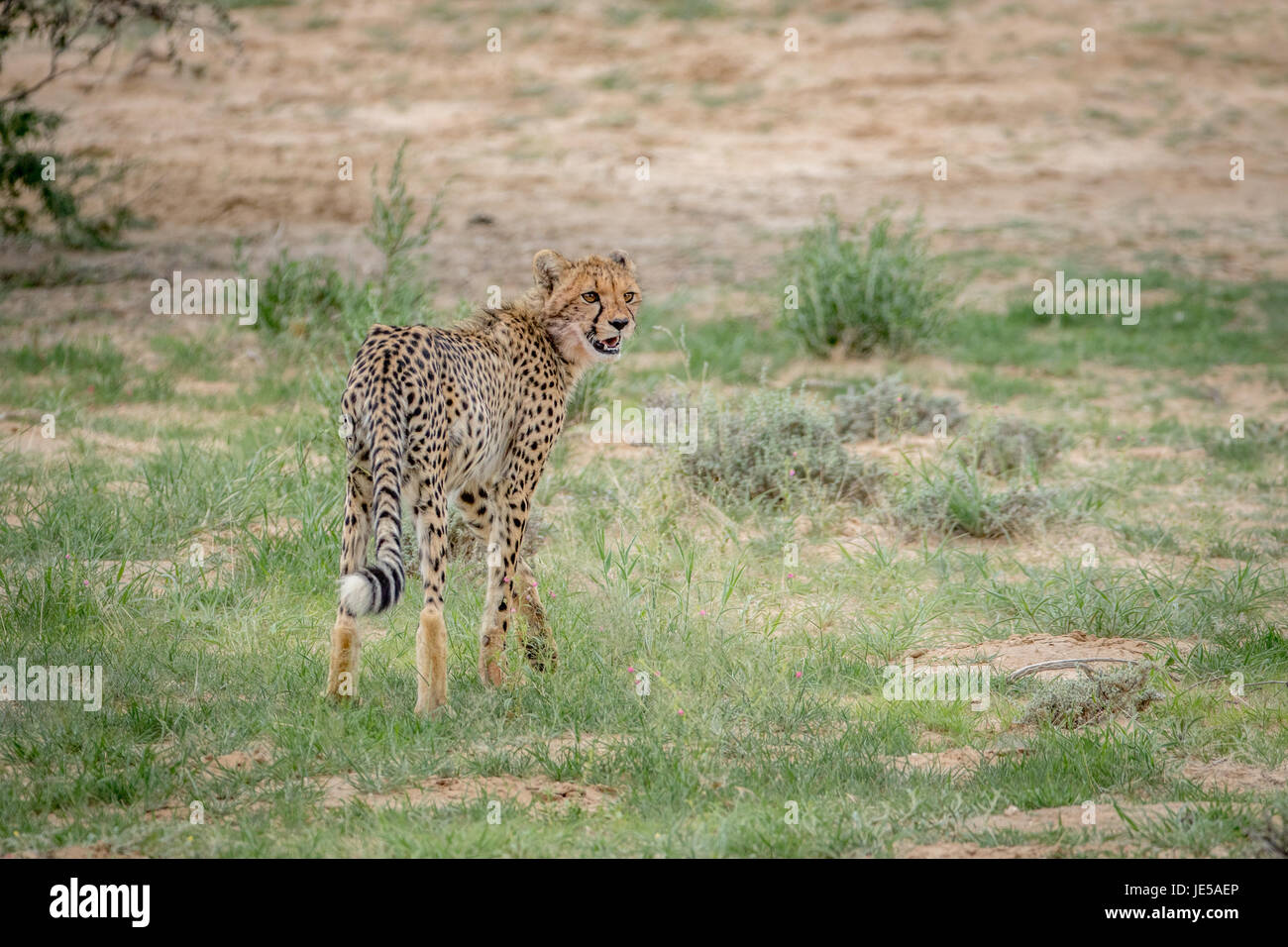 Young Cheetah standing in the grass in the Kalagadi Transfrontier Park ...
