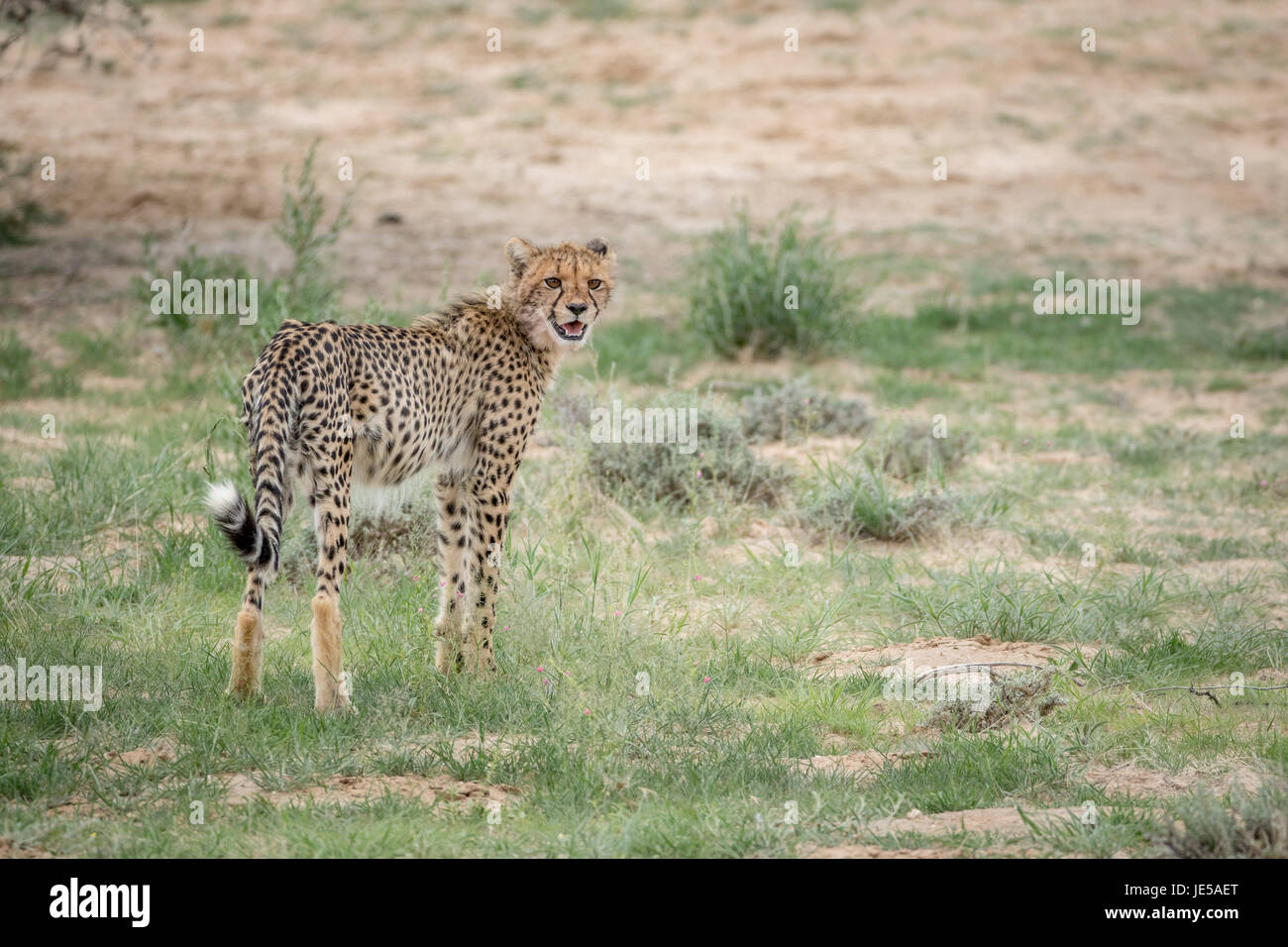 Young Cheetah standing in the grass in the Kalagadi Transfrontier Park, South Africa Stock Photo ...