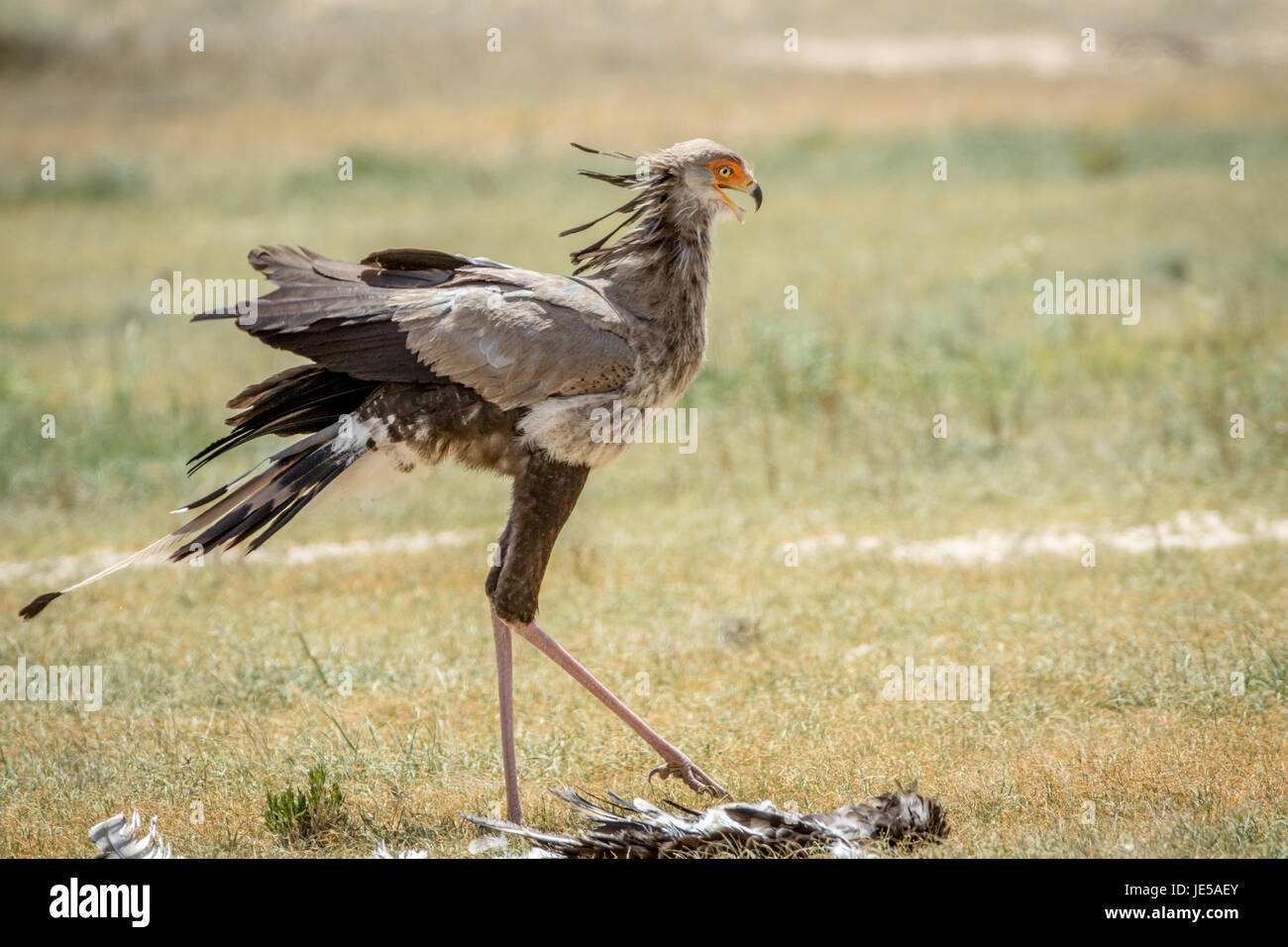 Secretary bird on a kill in the grass in the Kalagadi Transfrontier ...