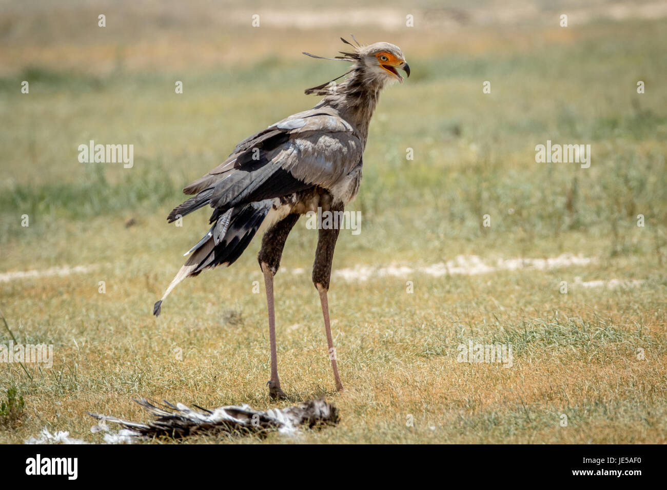 Secretary bird on a kill in the grass in the Kalagadi Transfrontier ...