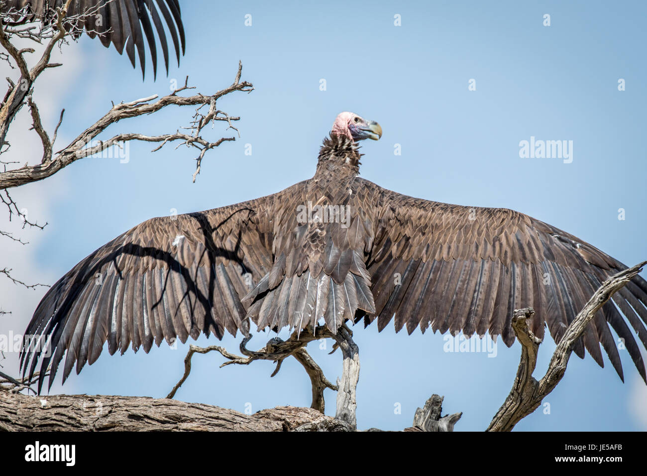 Lappet-faced vulture spreading his wings in the Kalagadi Transfrontier ...