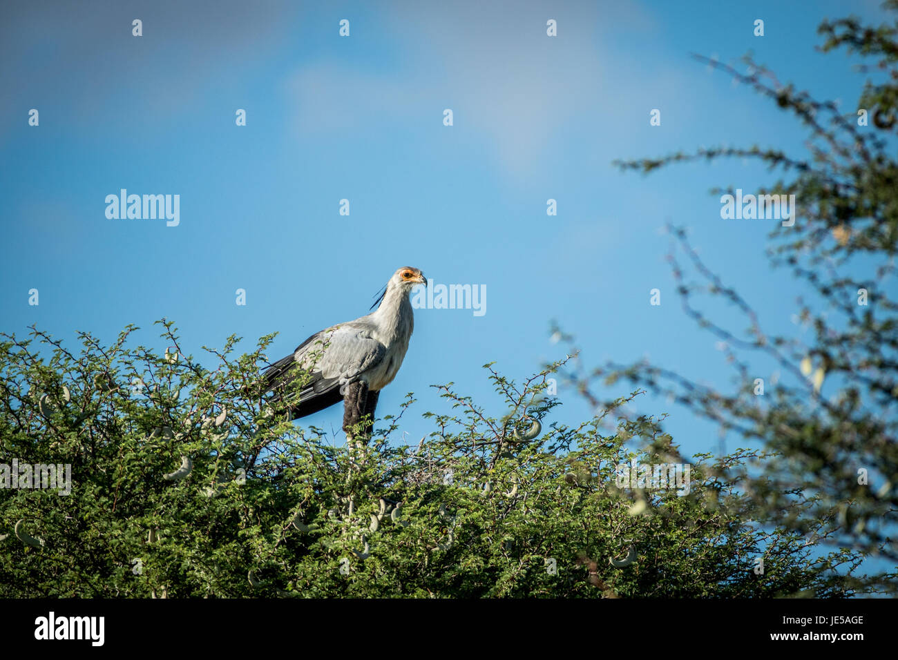 Secretary bird in a tree in the Kalagadi Transfrontier Park, South ...