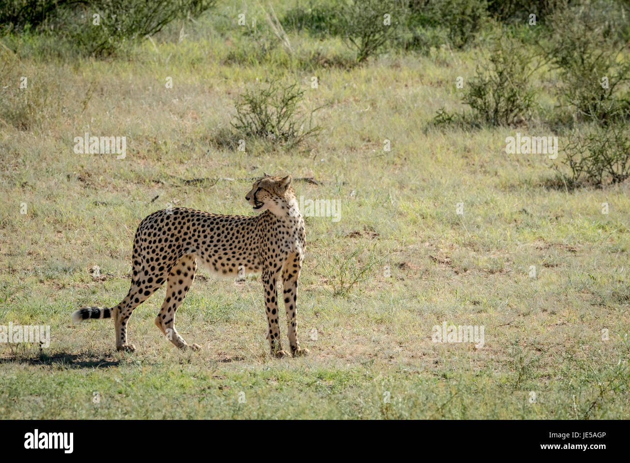Cheetah looking back in the Kalagadi Transfrontier Park, South Africa ...