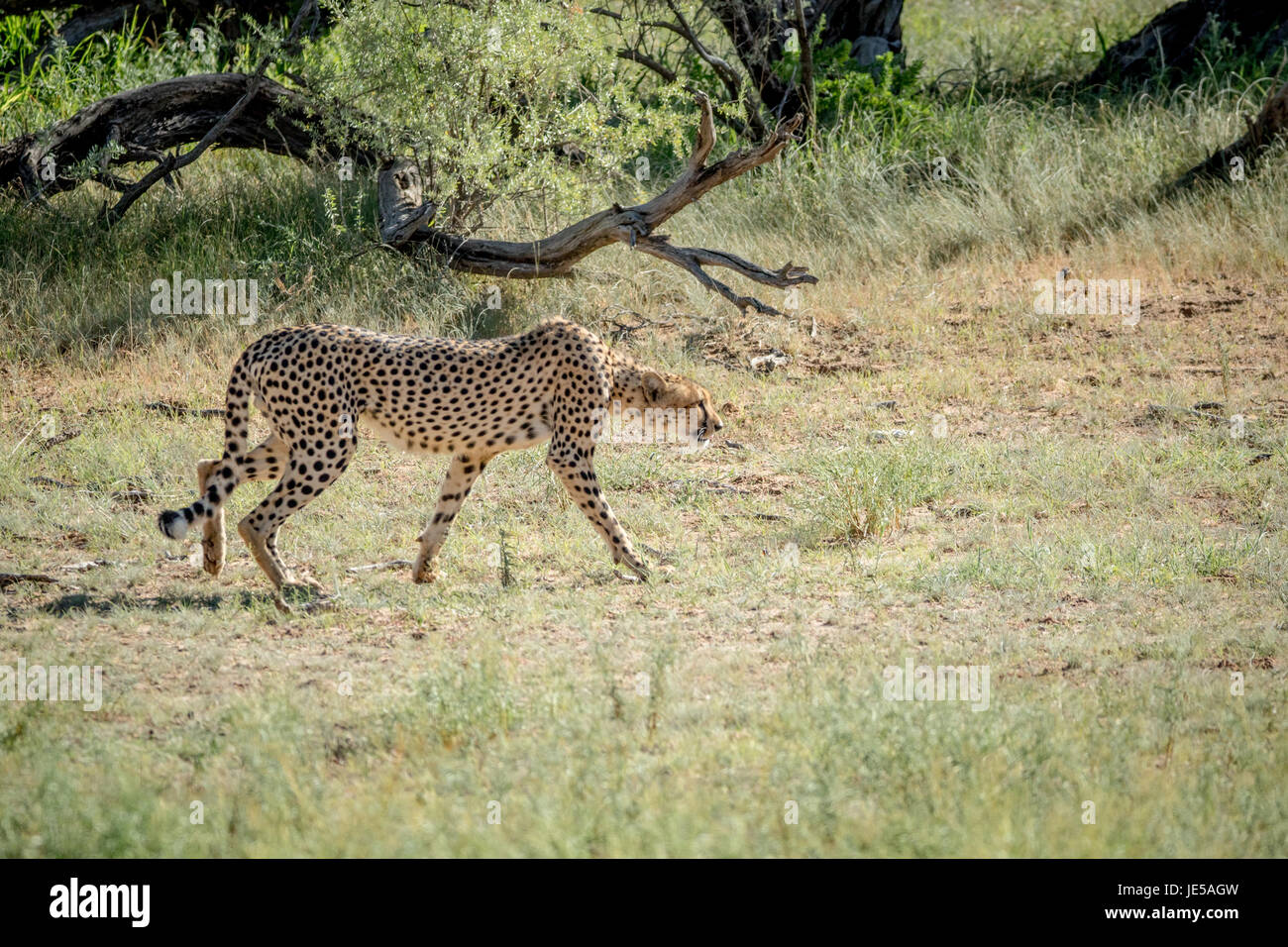 Cheetah walking in the grass in the Kalagadi Transfrontier Park, South ...