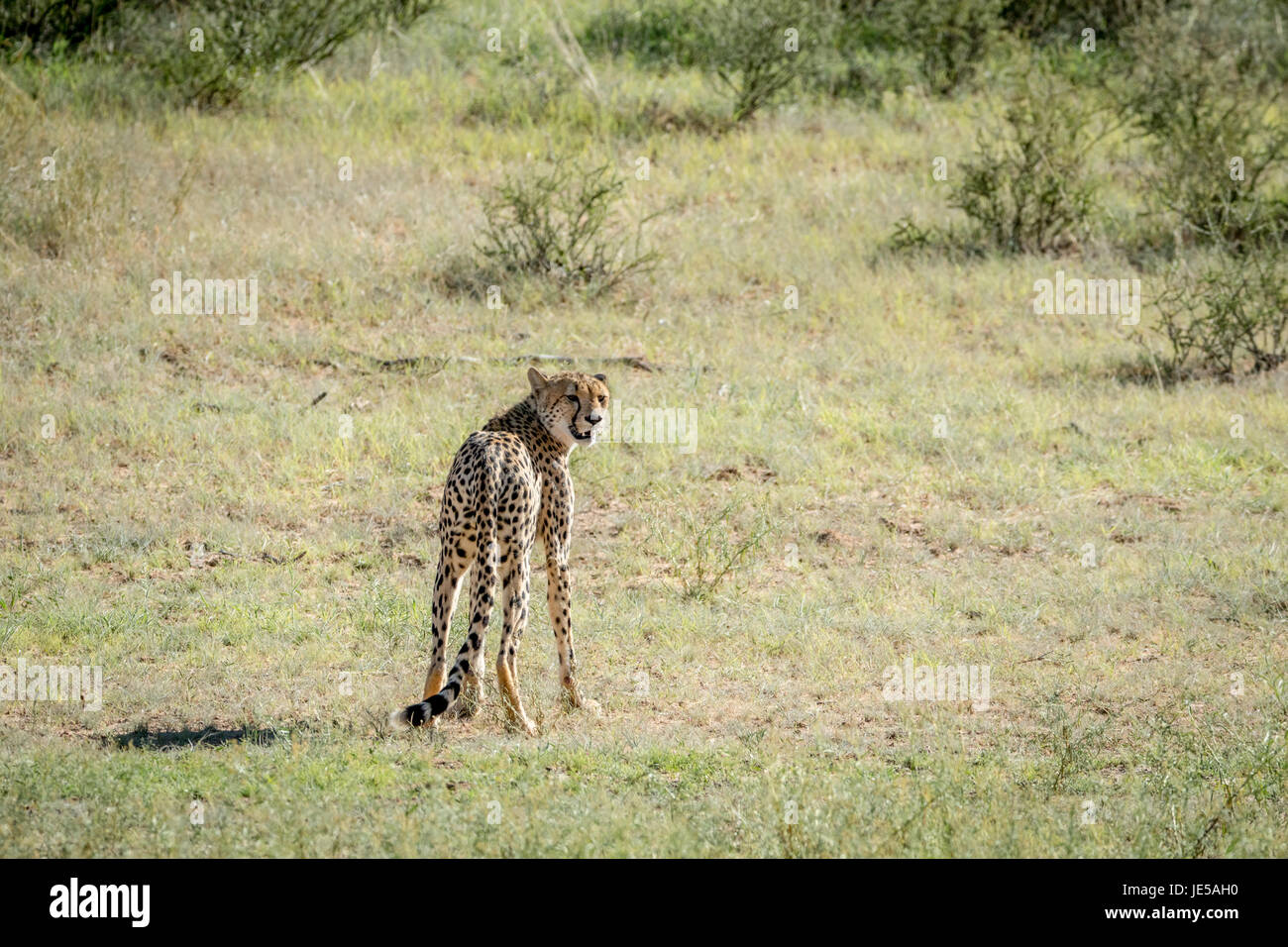 Cheetah looking back in the Kalagadi Transfrontier Park, South Africa ...