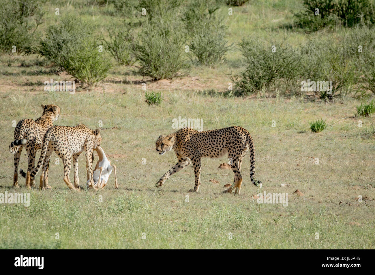 Three Cheetahs on a Springbok kill in the Kalagadi Transfrontier Park ...