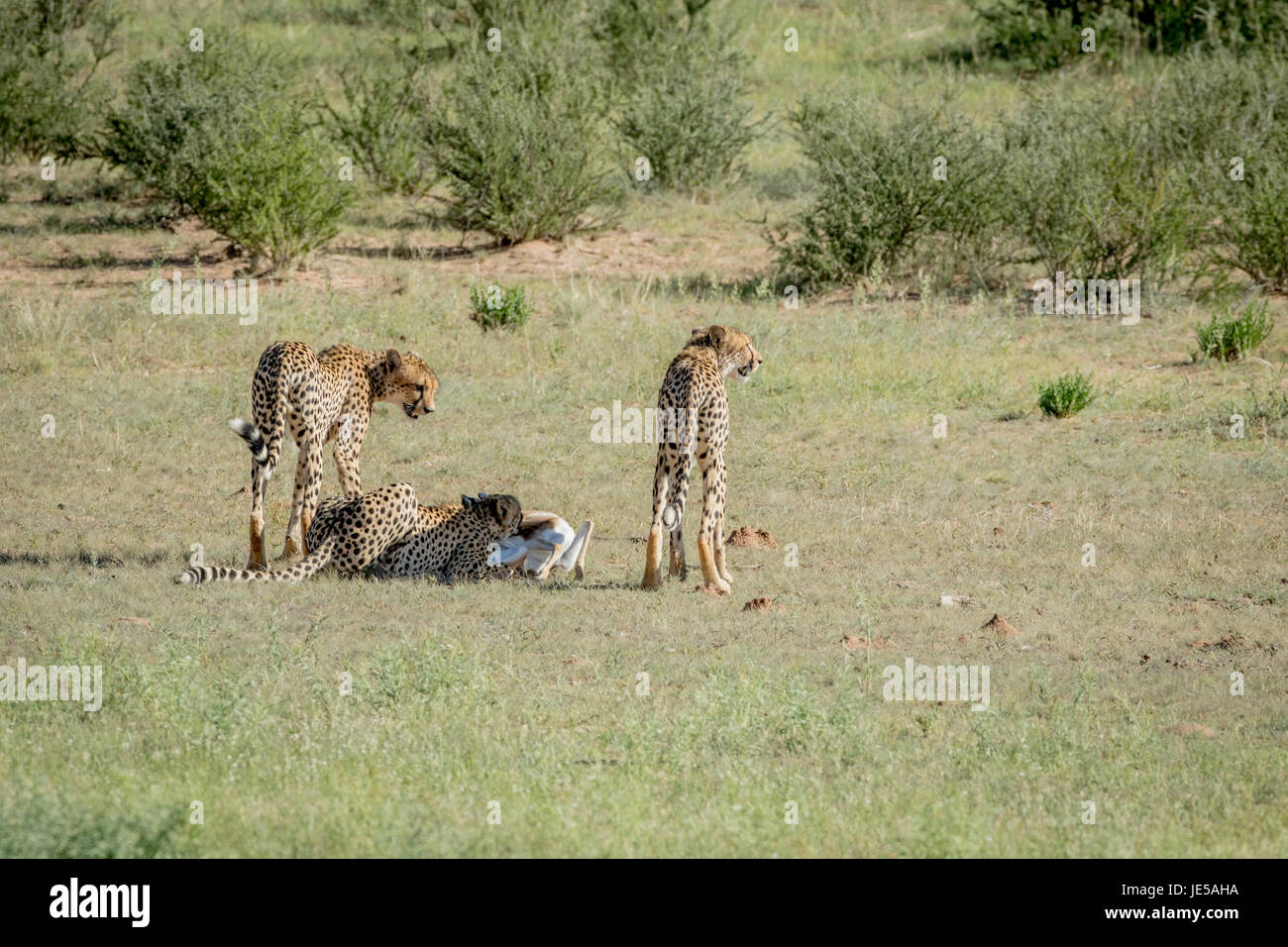 Three Cheetahs on a Springbok kill in the Kalagadi Transfrontier Park ...