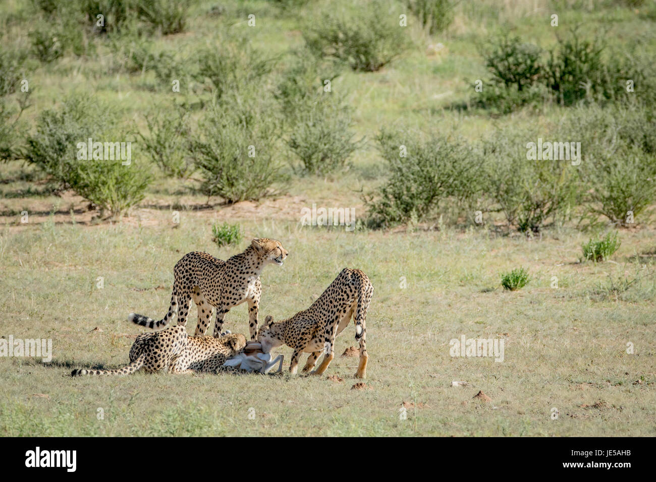 Three Cheetahs on a Springbok kill in the Kalagadi Transfrontier Park ...