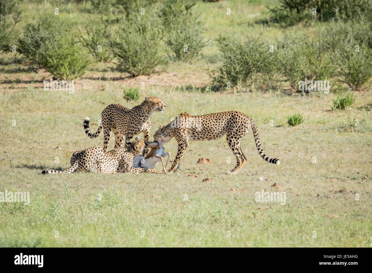 Three Cheetahs on a Springbok kill in the Kalagadi Transfrontier Park ...