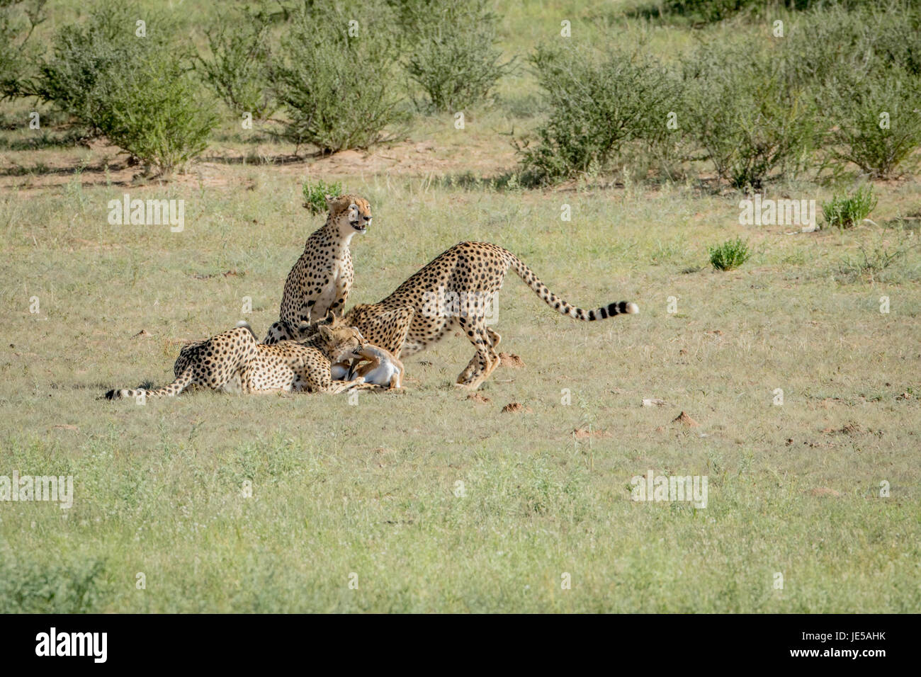 Three Cheetahs on a Springbok kill in the Kalagadi Transfrontier Park ...