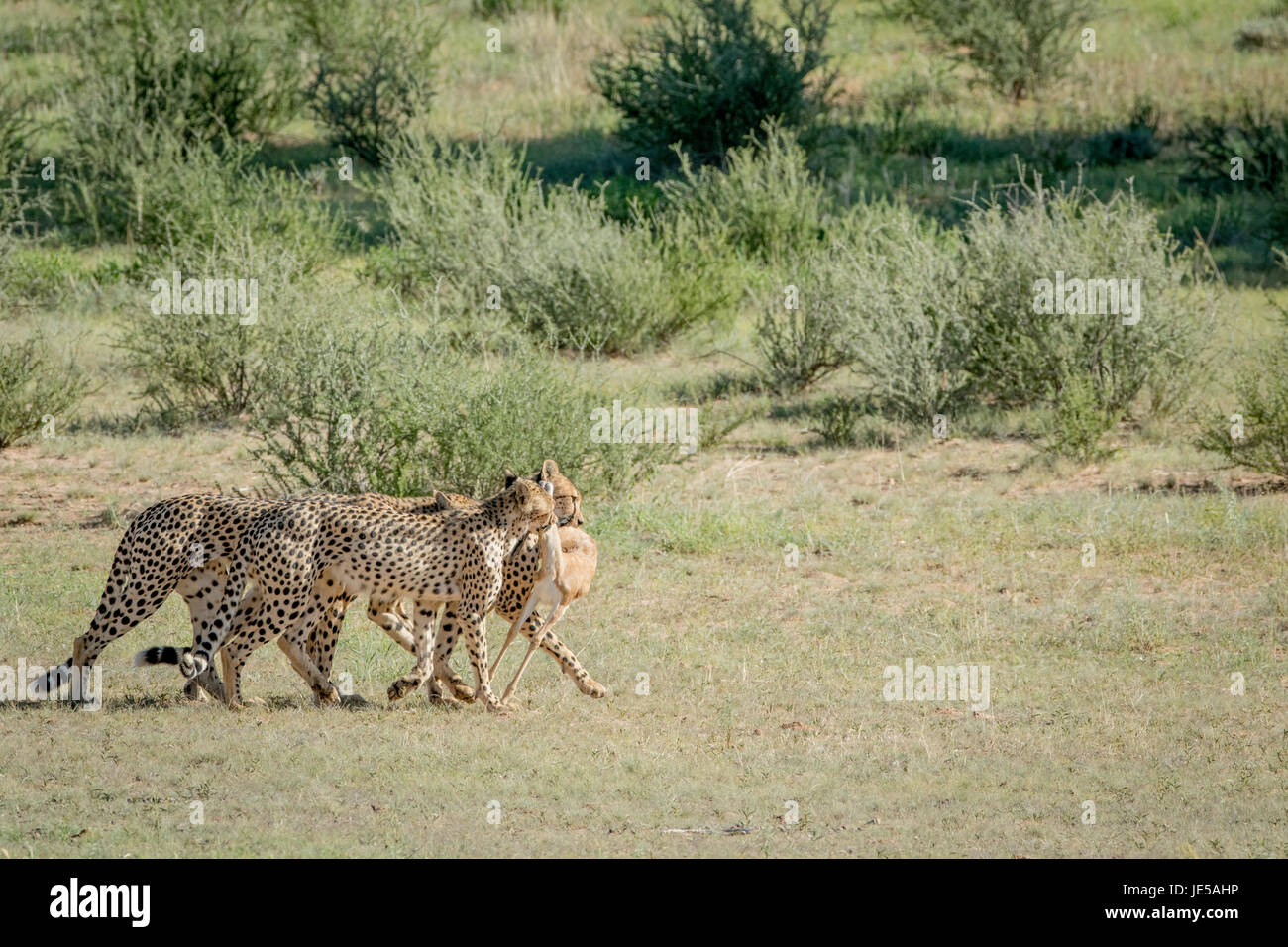 Three Cheetahs on a Springbok kill in the Kalagadi Transfrontier Park ...
