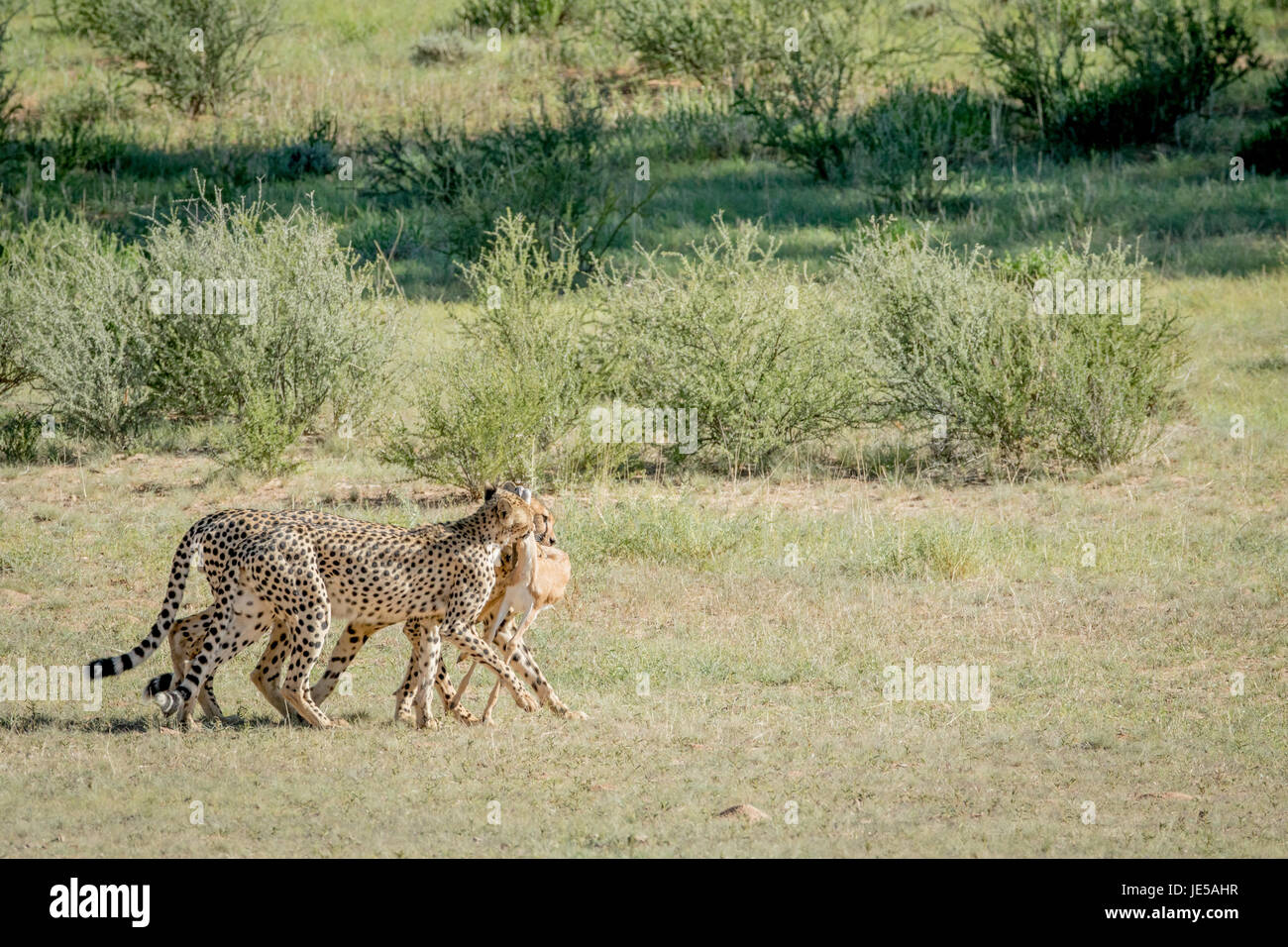 Three Cheetahs on a Springbok kill in the Kalagadi Transfrontier Park ...