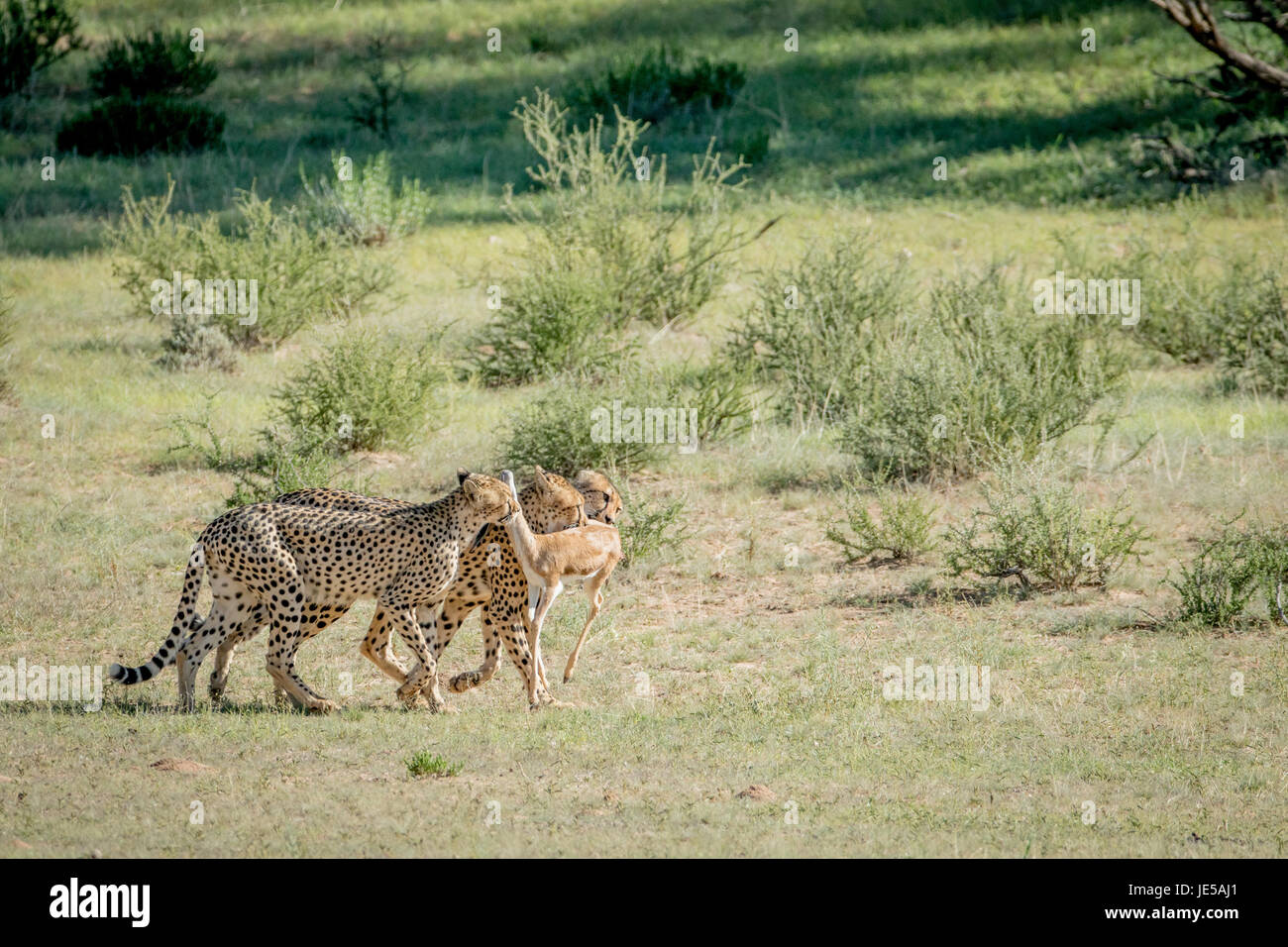 Three Cheetahs on a Springbok kill in the Kalagadi Transfrontier Park ...