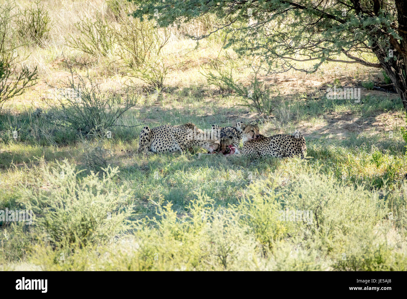 Three Cheetahs on a Springbok kill in the Kalagadi Transfrontier Park ...