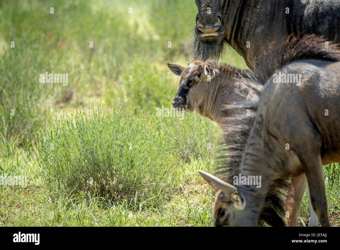 Young Blue wildebeest calf in between the herd in the Kalagadi ...
