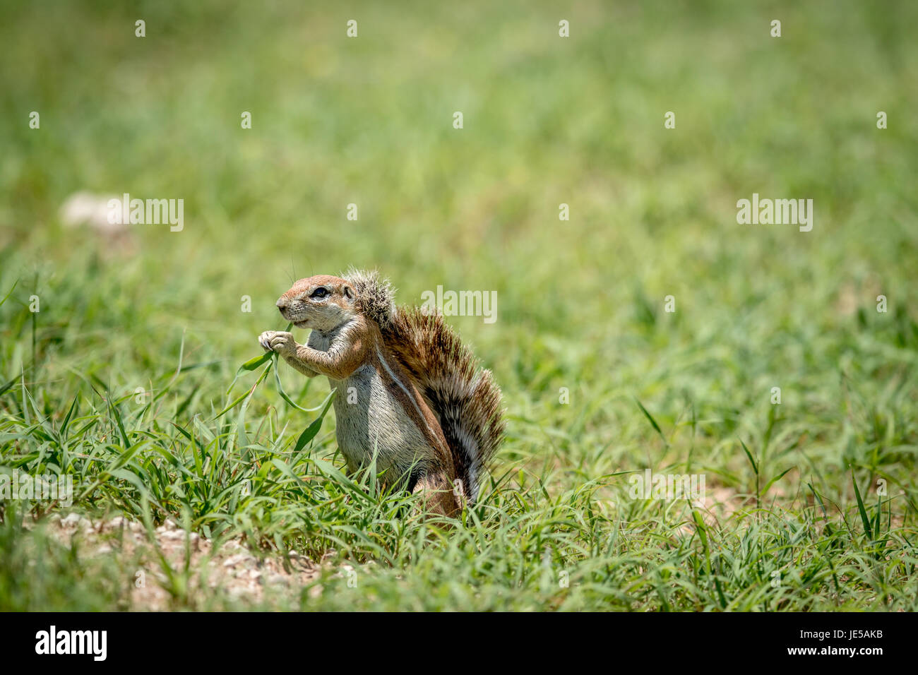 Ground squirrel eating grass in the Kalagadi Transfrontier Park, South ...