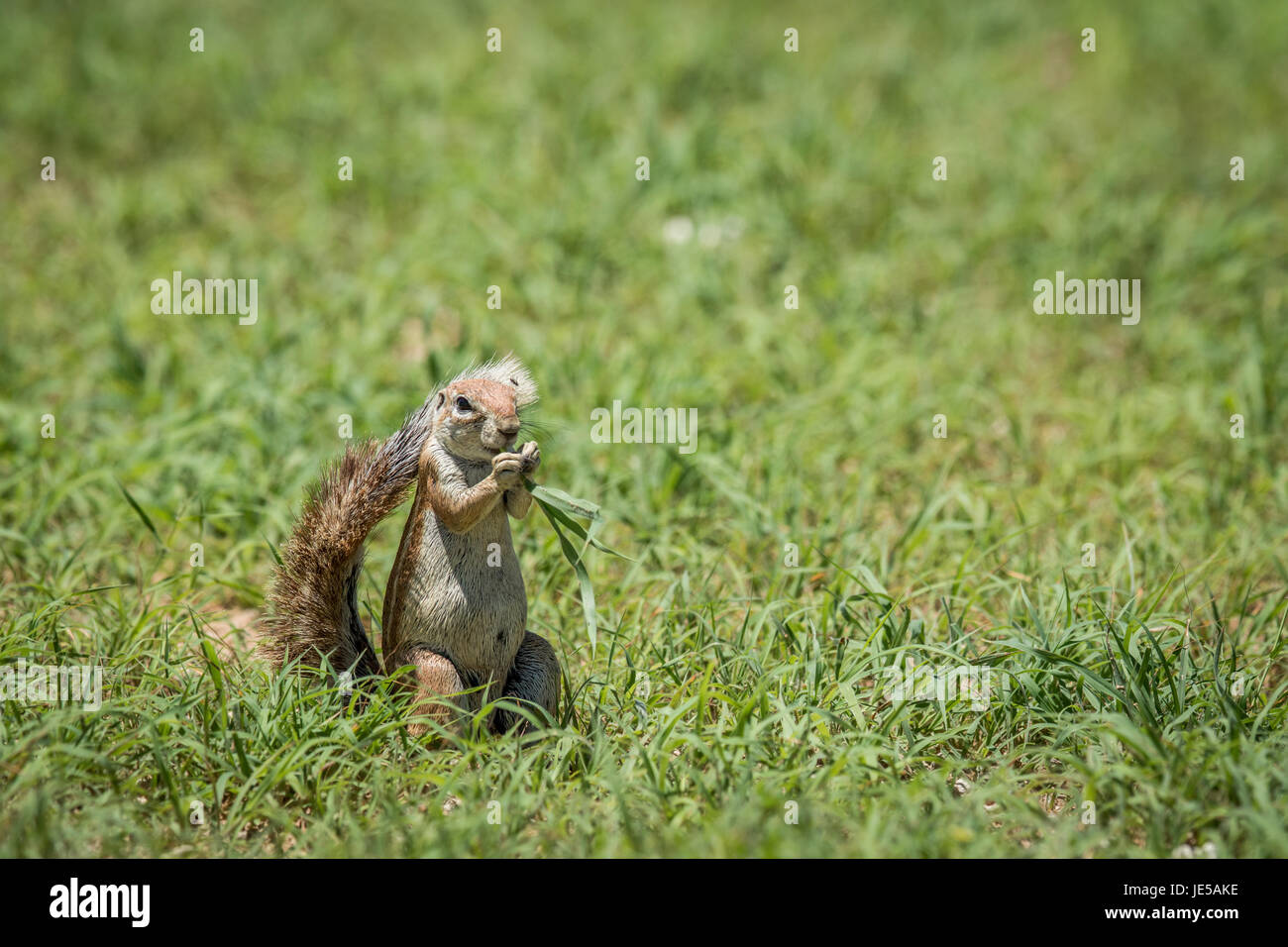 Ground squirrel eating grass in the Kalagadi Transfrontier Park, South ...