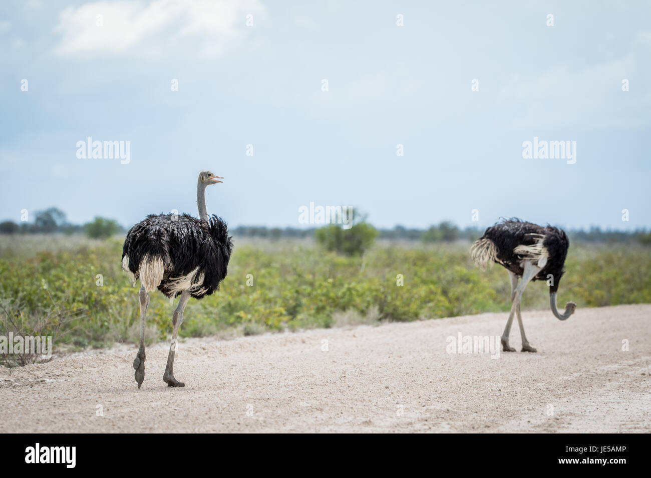 Two male Ostriches walking on a dirt road in the Etosha National Park ...