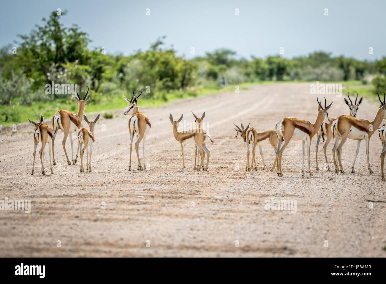 Herd of Springboks standing on a gravel road in the Etosha National ...