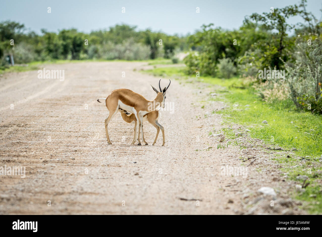 Springbok eating in grassland namibia hi-res stock photography and ...