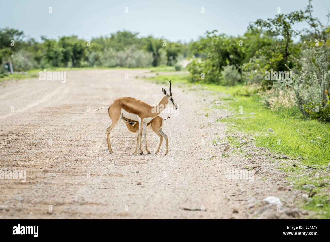 Springbok eating in grassland namibia hi-res stock photography and ...