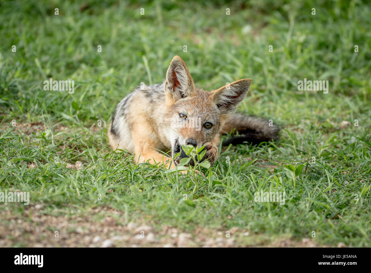 Black-backed jackal laying in the grass and chewing on something in the ...