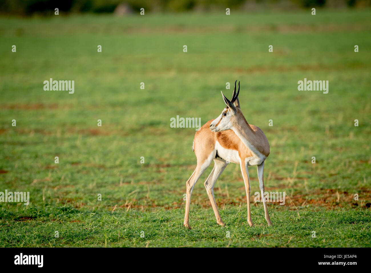 Side profile of a Springbok standing in the grass in the Etosha ...