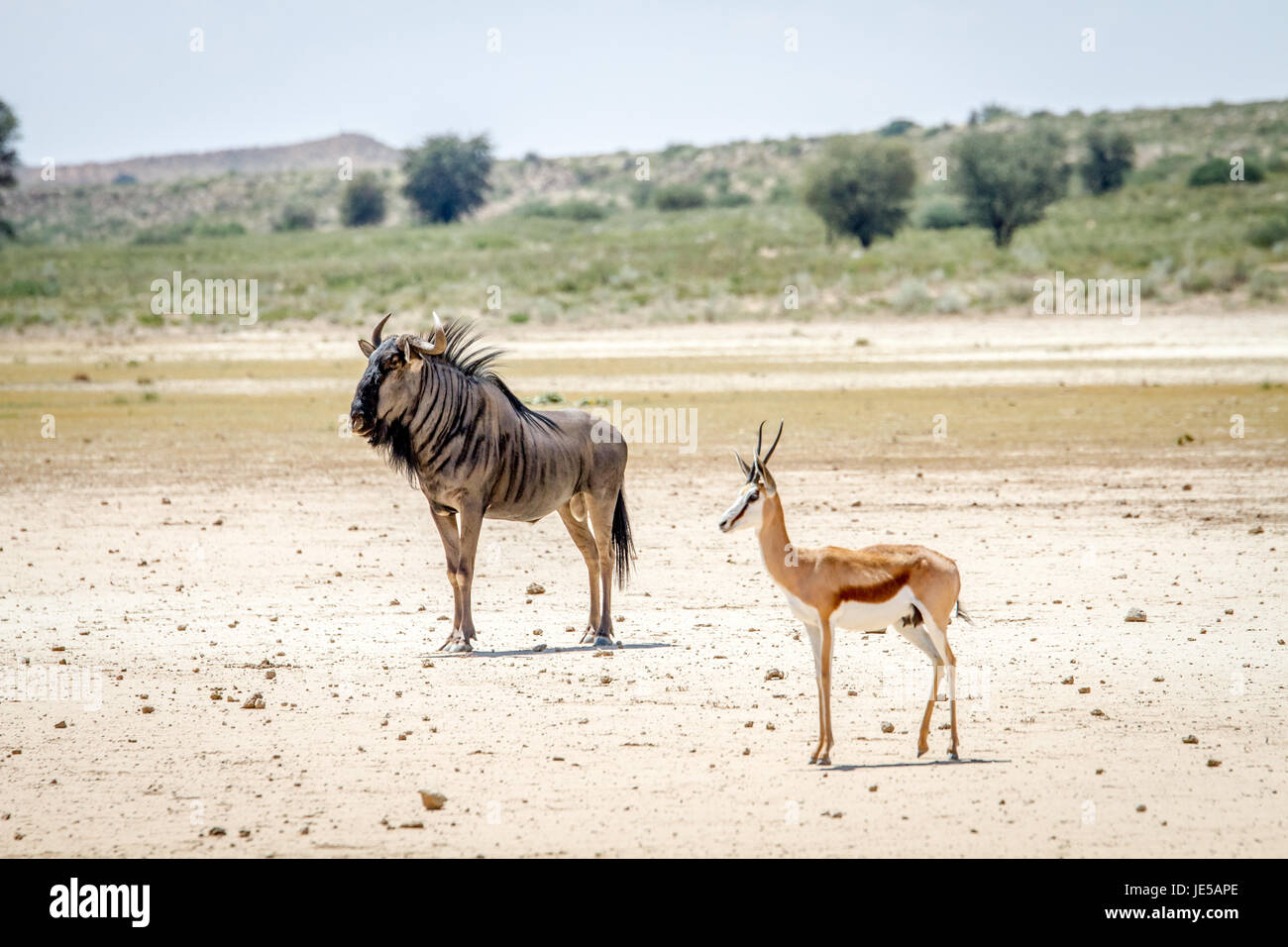 Springbok migration hi-res stock photography and images - Alamy