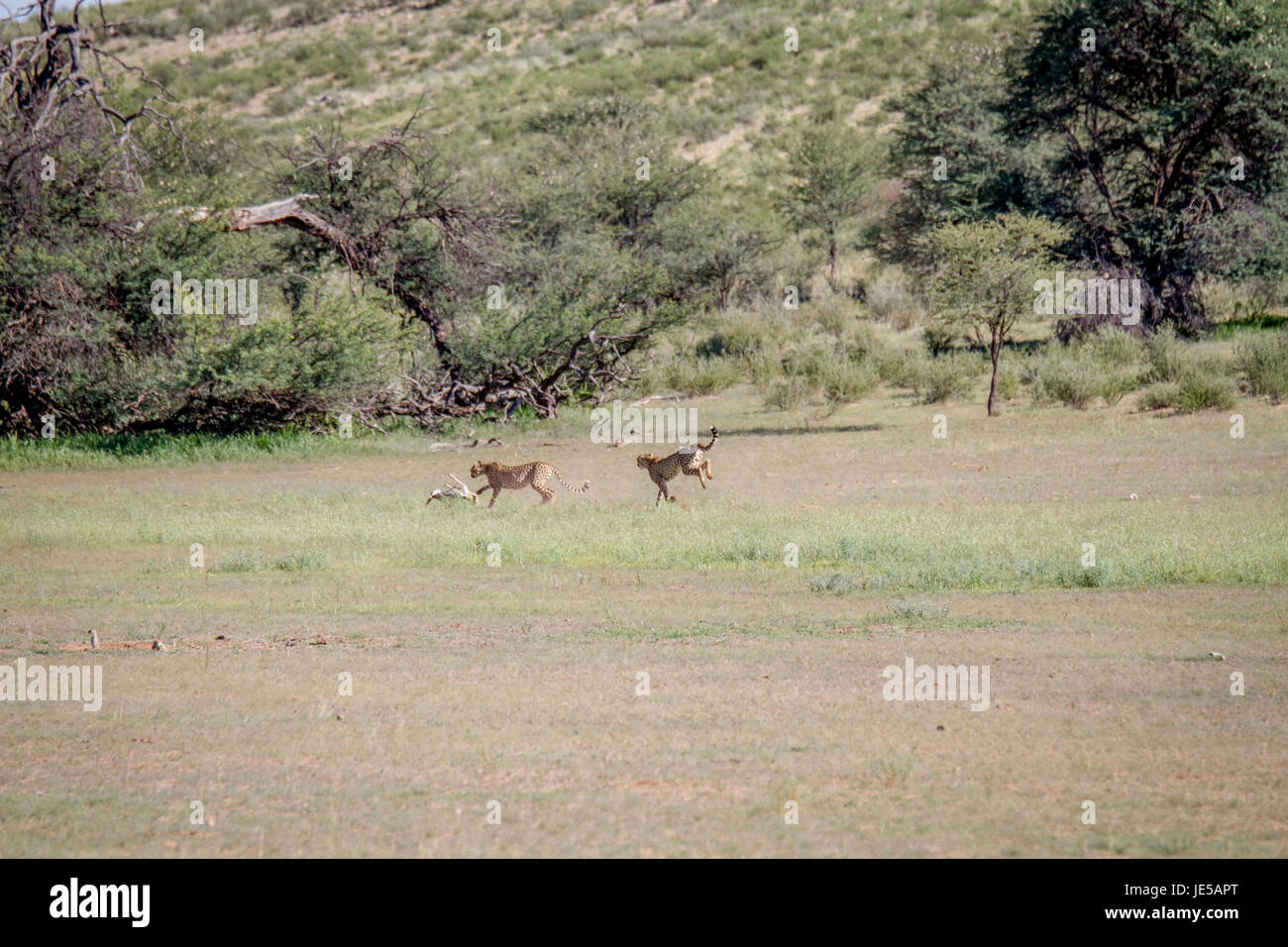 Two Cheetahs catching a Springbok in the Kalagadi Transfrontier Park ...