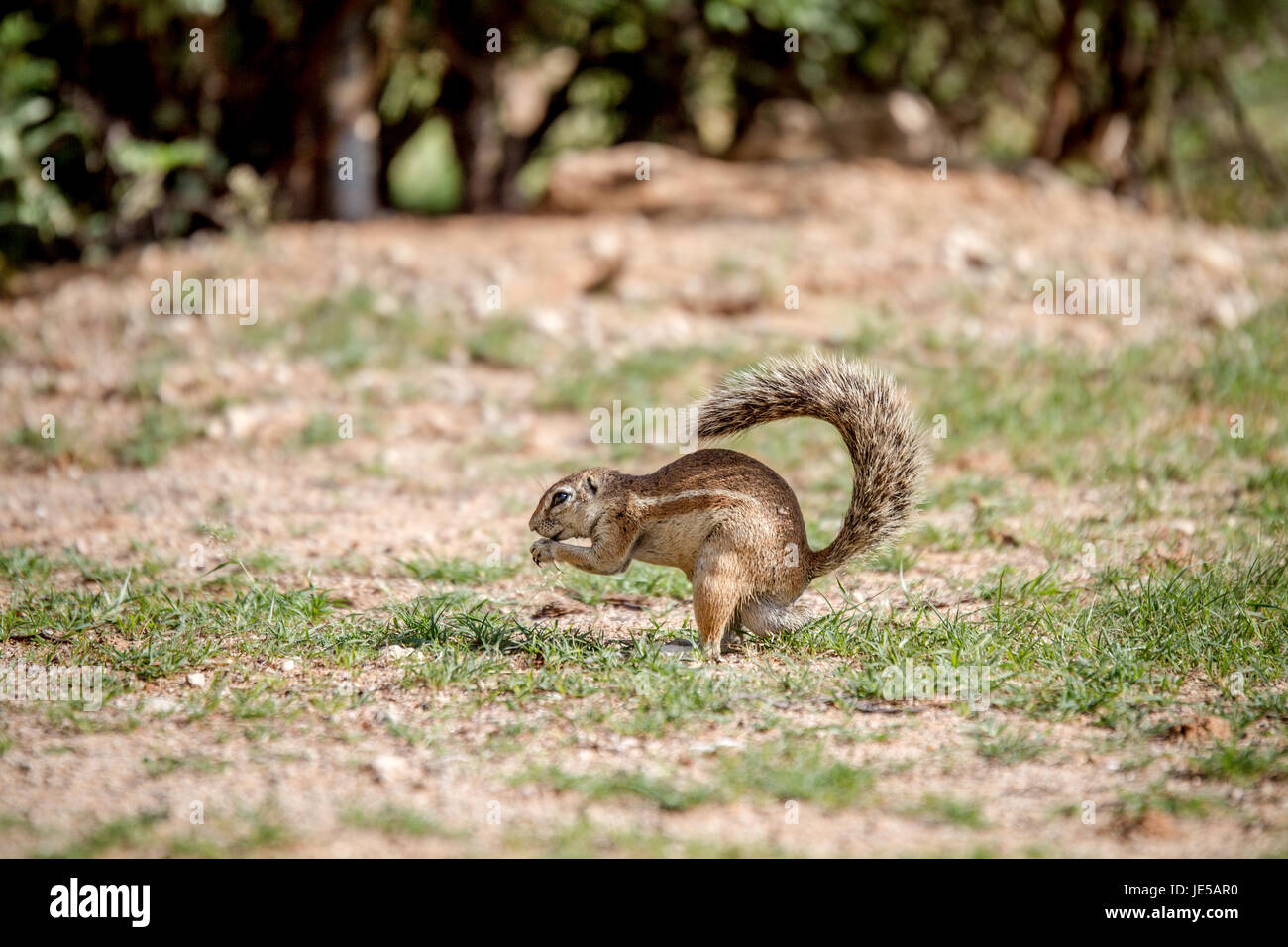 Ground squirrel eating some grass in the Kalagadi Transfrontier Park ...